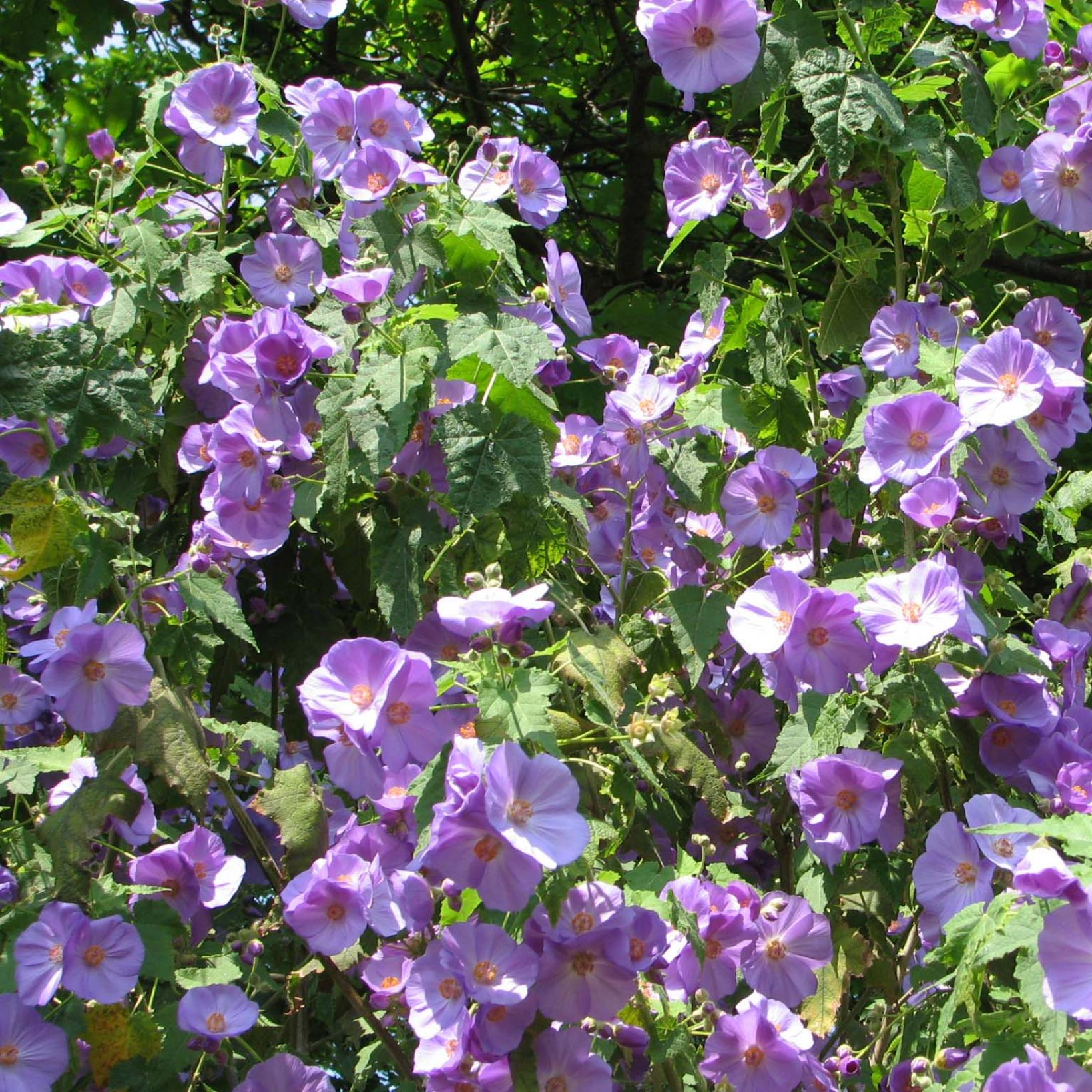 Abutilon (x) Suntense - Arbuste de climat doux aux belles fleurs mauve