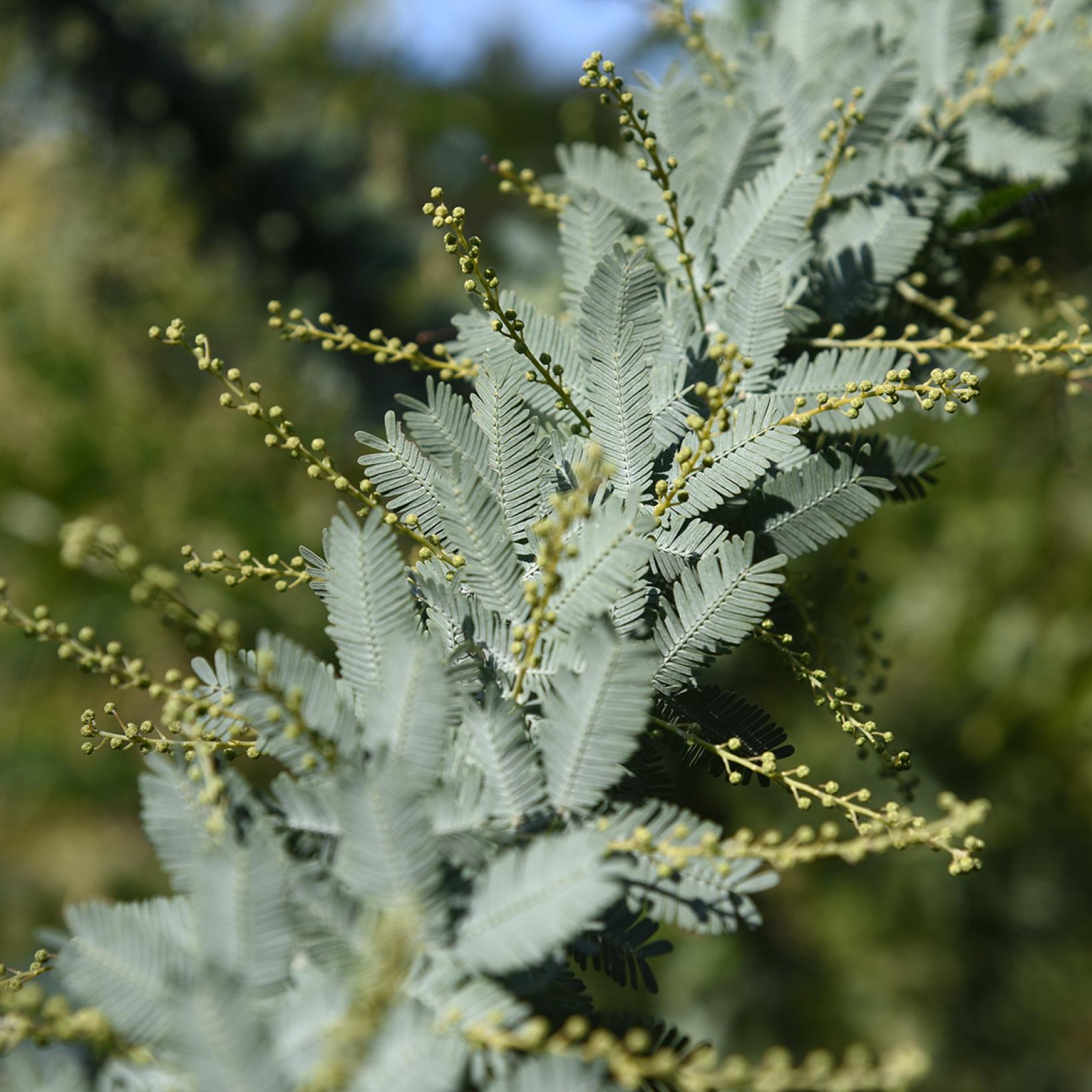 Acacia baileyana - Mimosa de Bailey - Petit arbre au fin feuillage gris ...