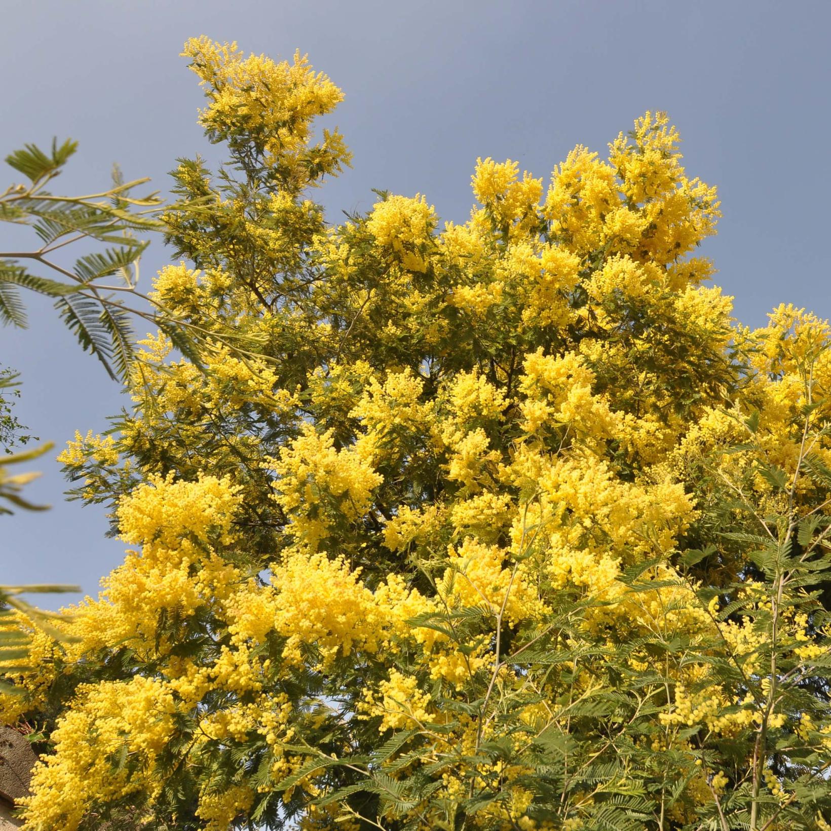 Mimosa d'hiver - Acacia dealbata - Arbuste persistant à floraison jaune