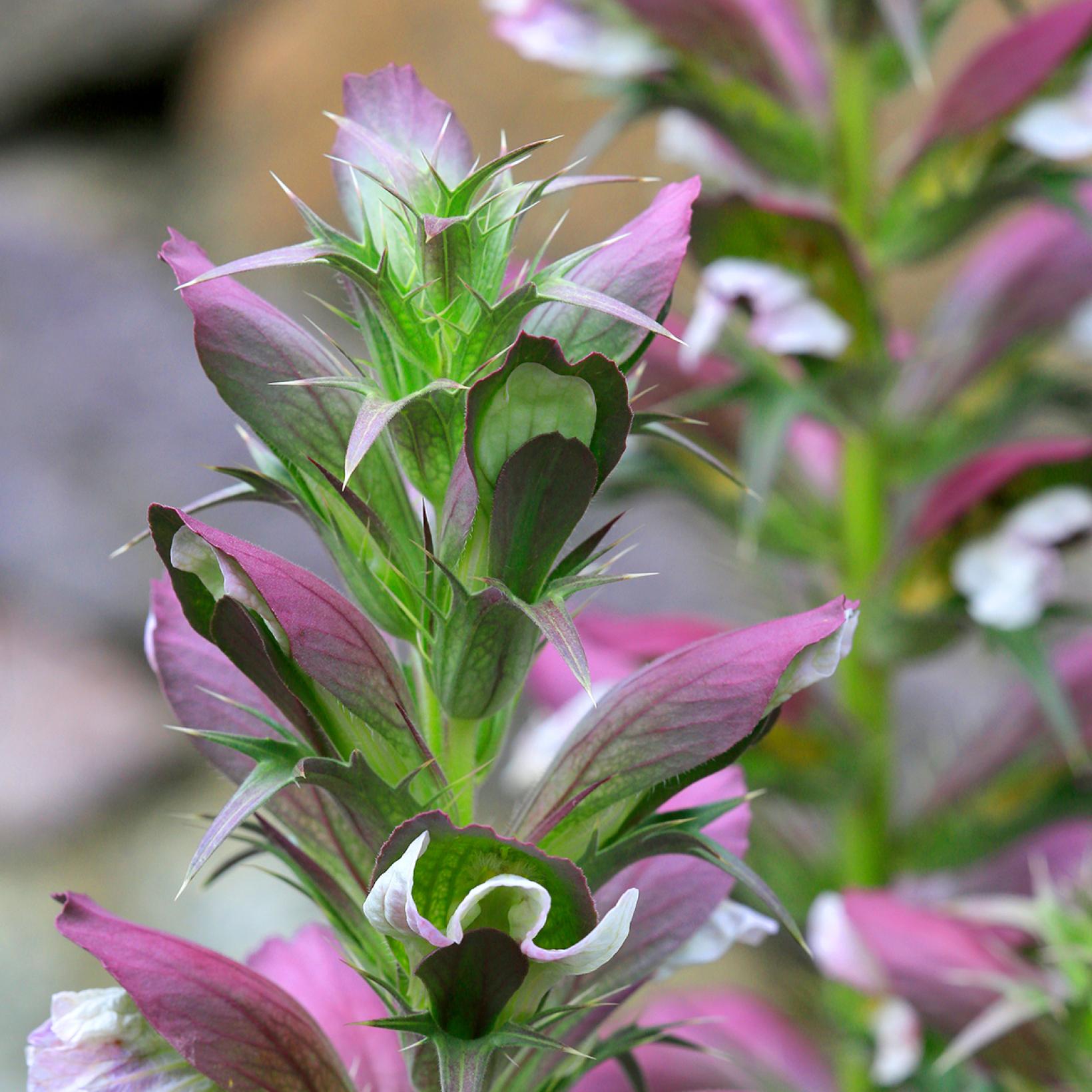 Acanthus spinosus - Acanthe épineuse - Vivace majestueuse, à feuillage ...
