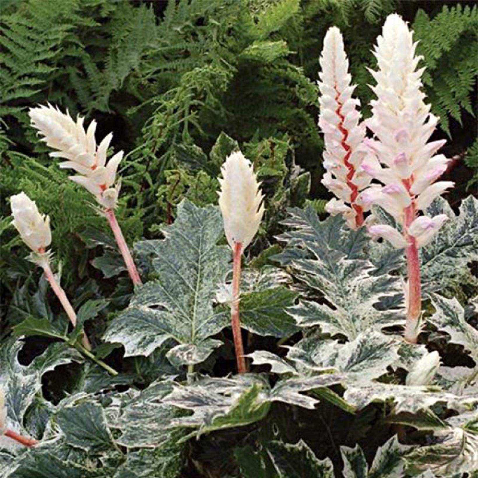 Acanthus Whitewater - Acanthe hybride panachée - Vivace - feuillage ...