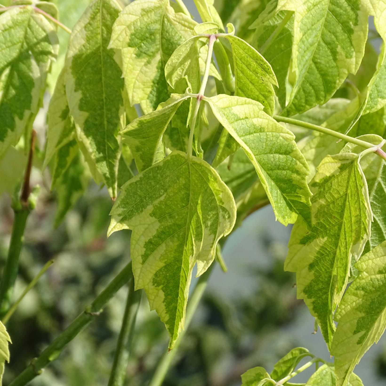 Acer negundo Aureomarginatum - Érable à feuille de frêne , arbuste à ...