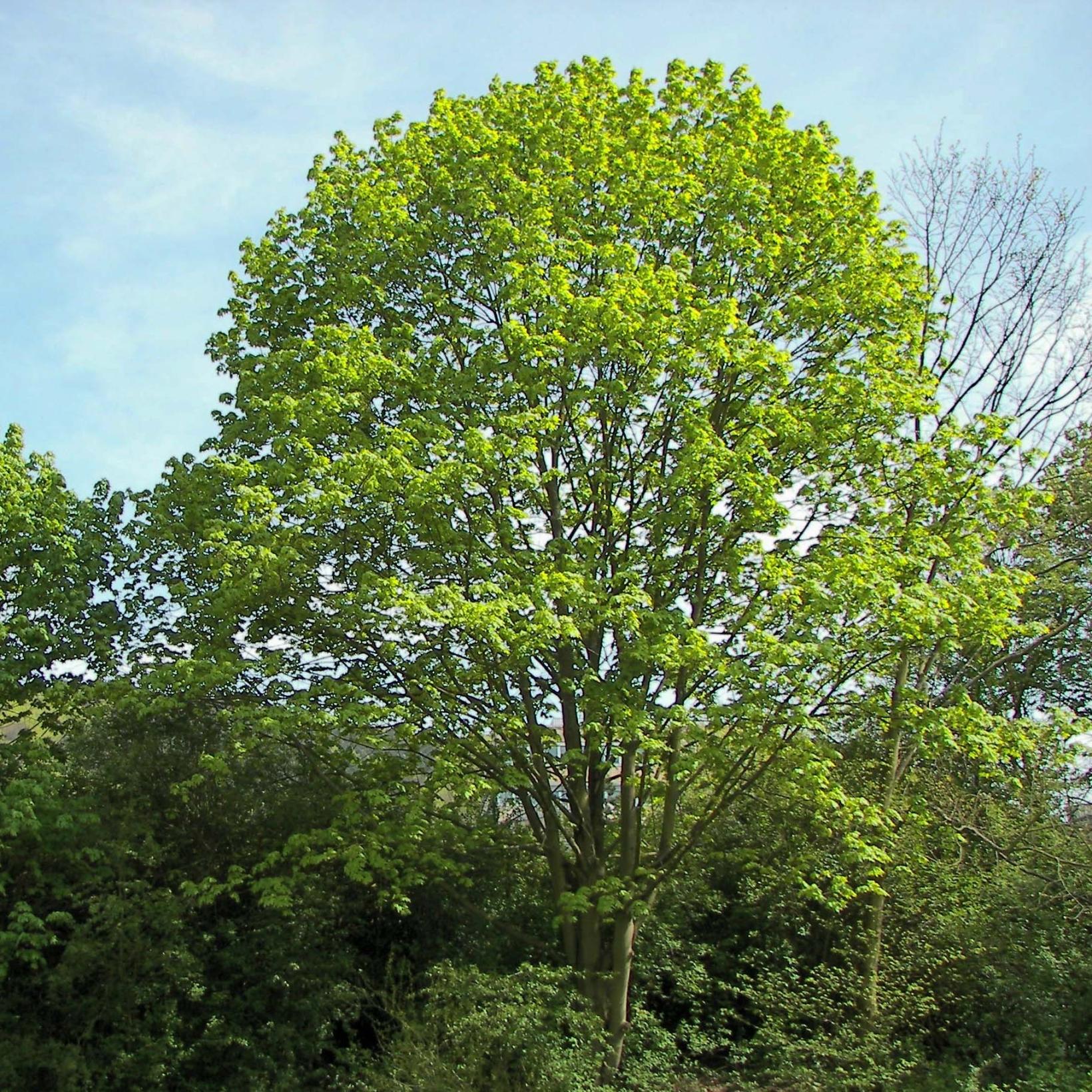 Acer platanoides - Érable plane, grand arbre européen vigoureux et ...