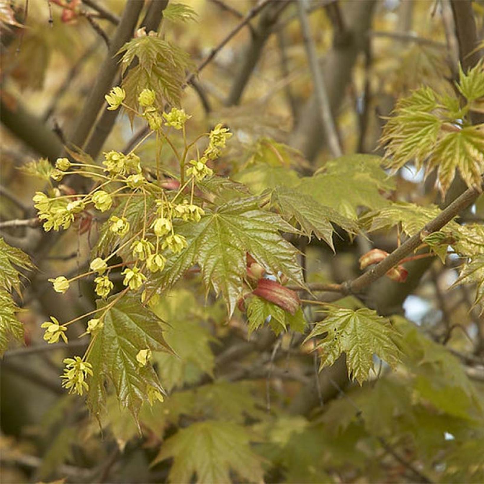 Acer platanoides Globosum - Érable boule compact à couronne dense