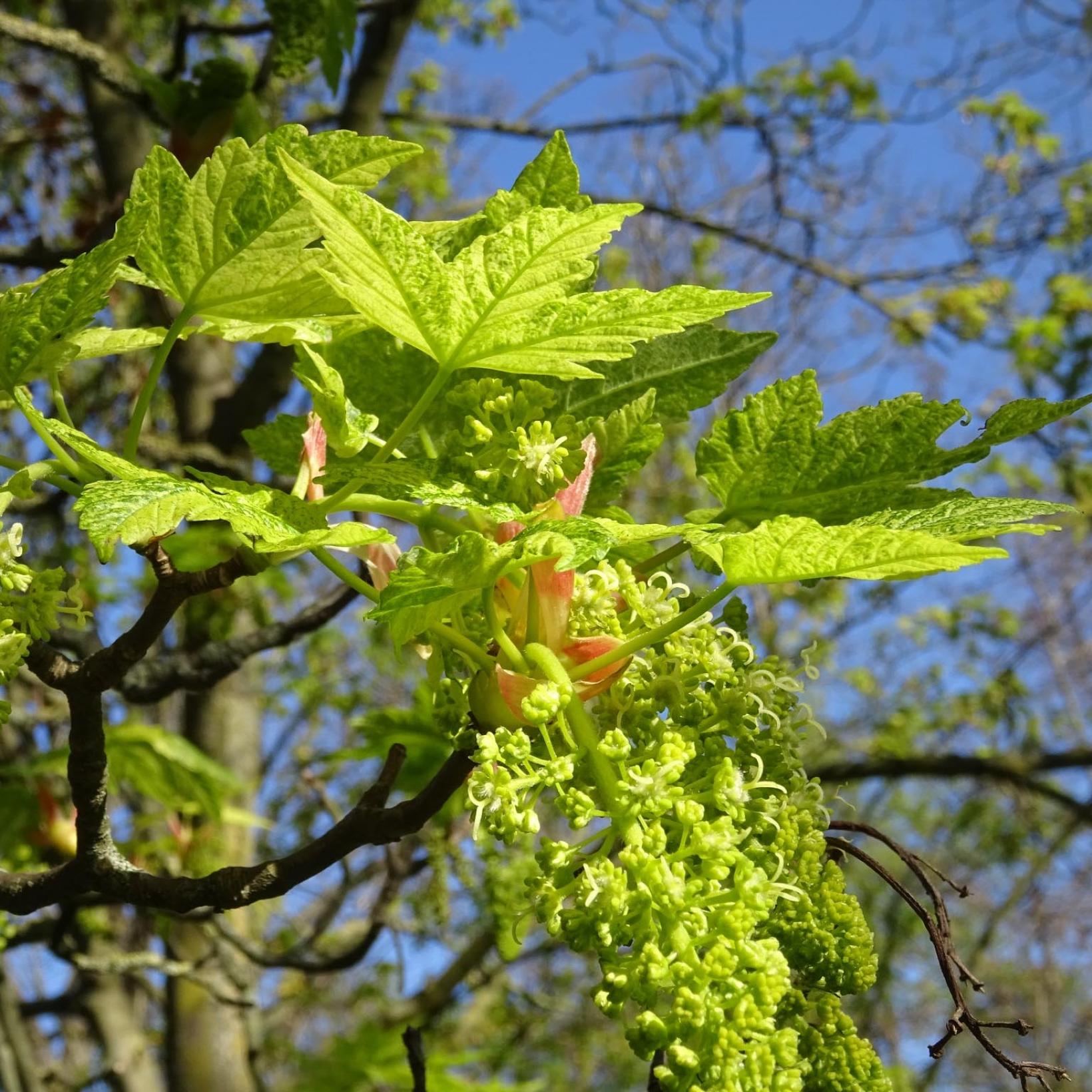 Érable sycomore Leopoldii - Acer pseudoplatanus au feuillage panaché de ...