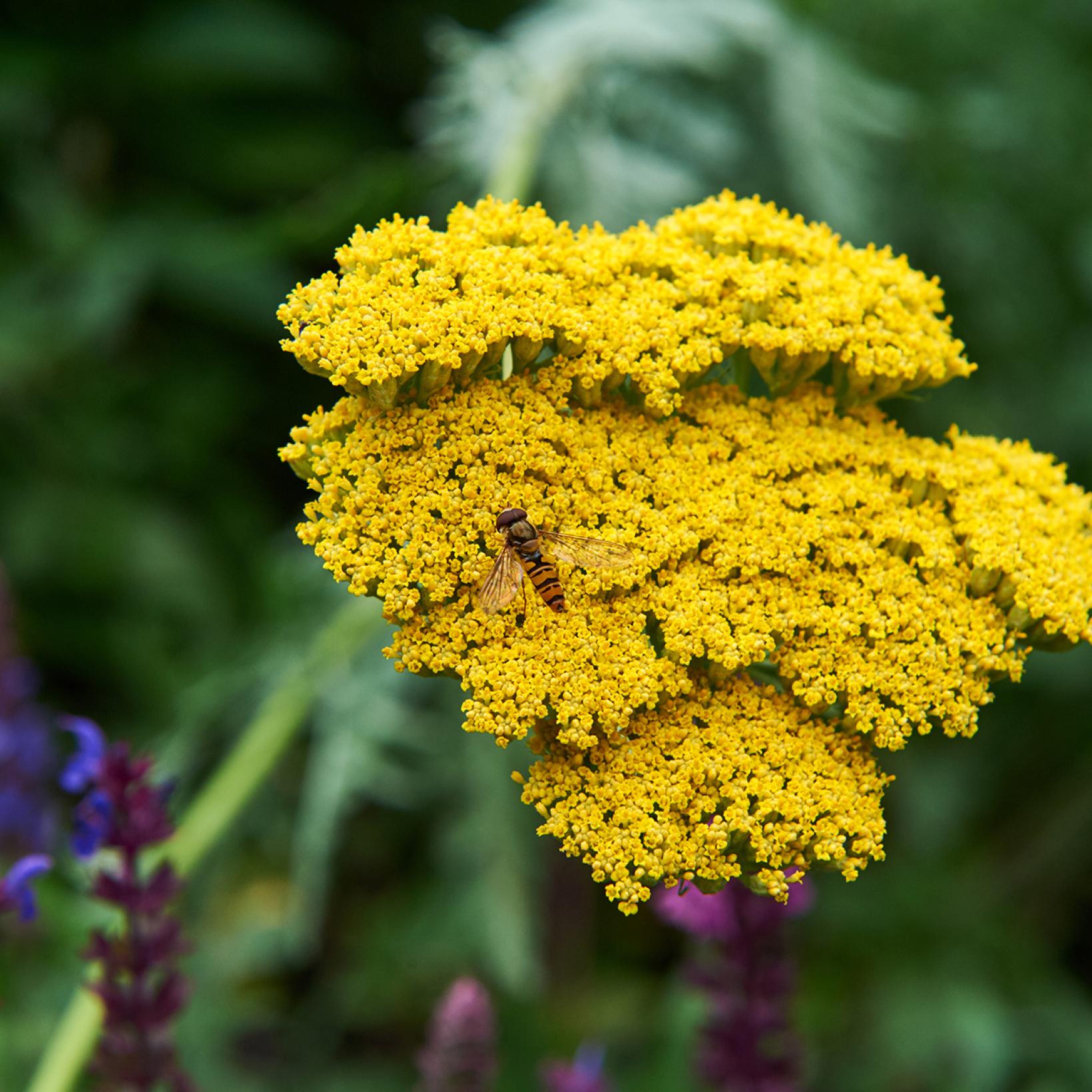 Achillée Coronation Gold - Achillea filipendulina x clypeolata, vivace ...