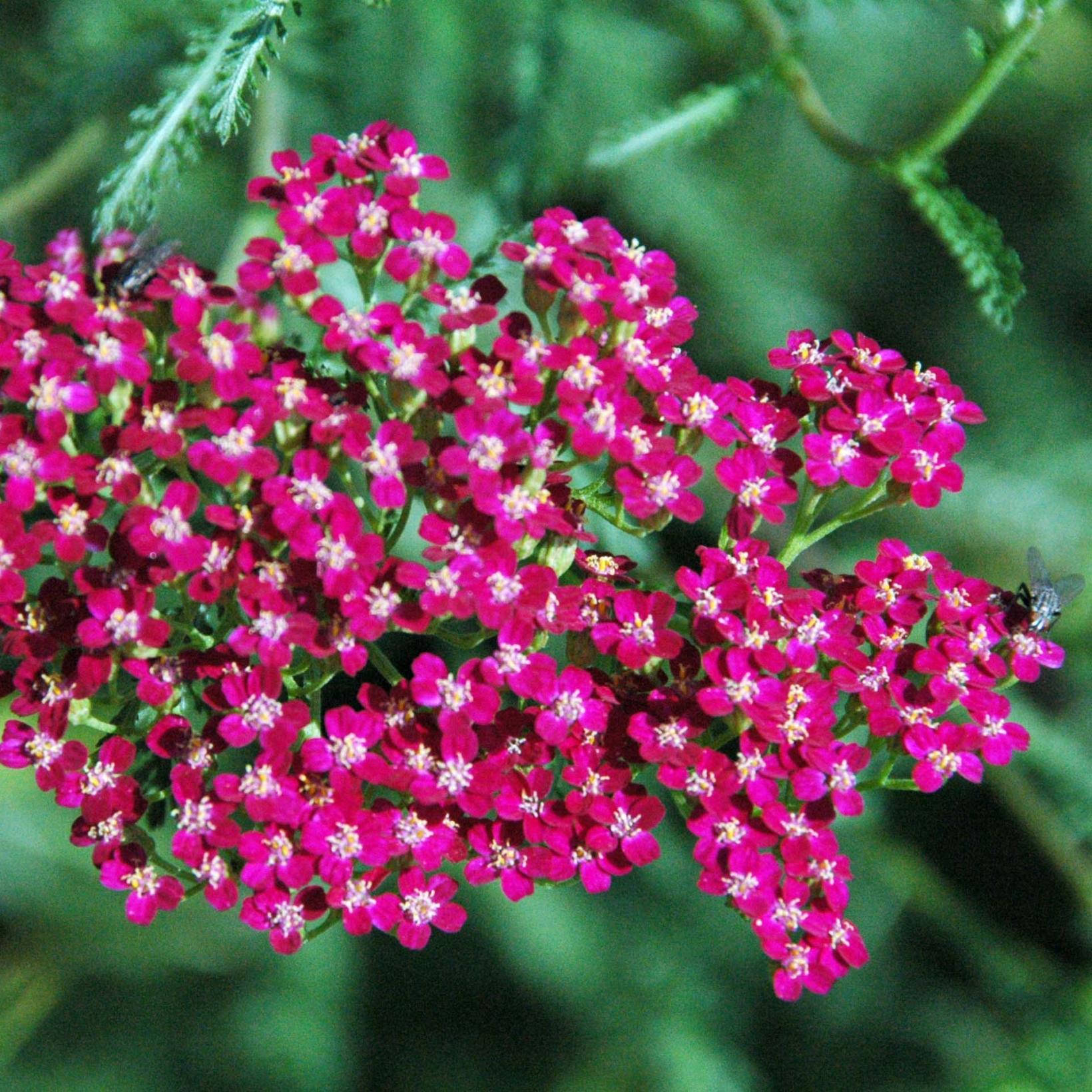 Achillea millefolium Red Beauty - Fleurs rouge franc virant au rose ...