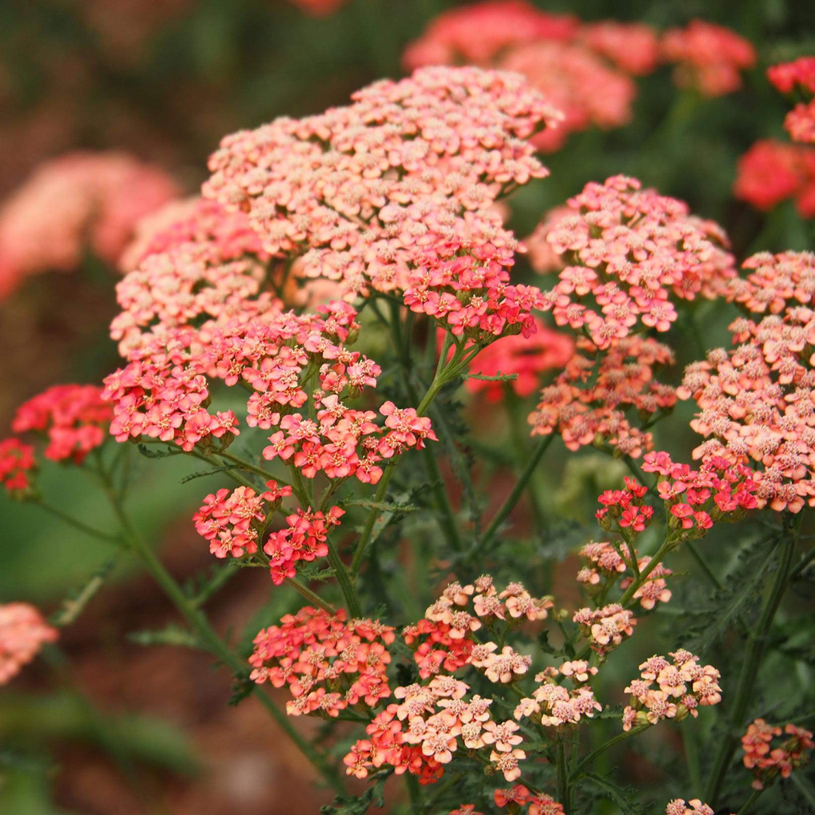 Achillea millefolium Apricot Delight (Tutti frutti) - Achillée à fleurs ...