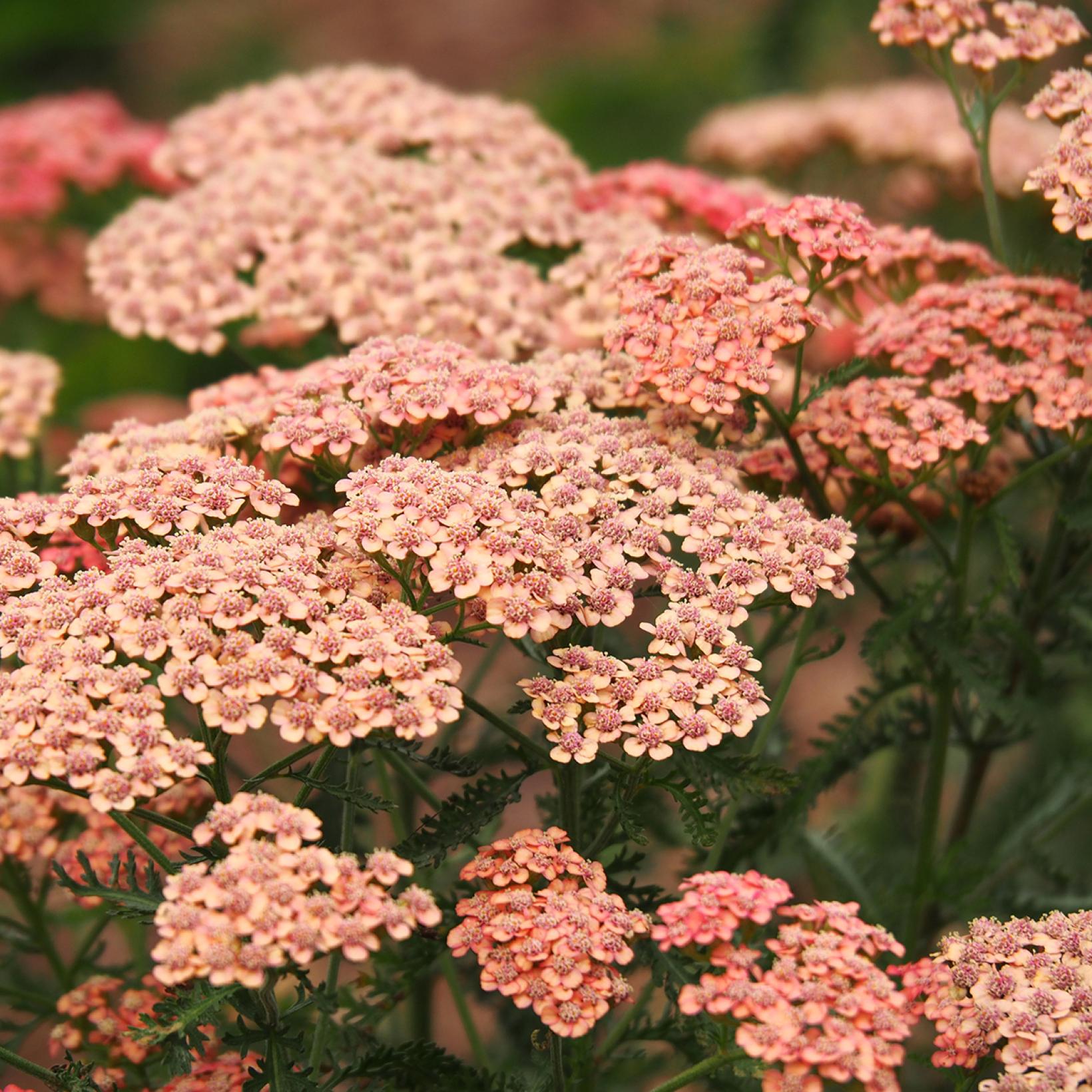 Achillea millefolium Apricot Delight (Tutti frutti) - Achillée à fleurs ...