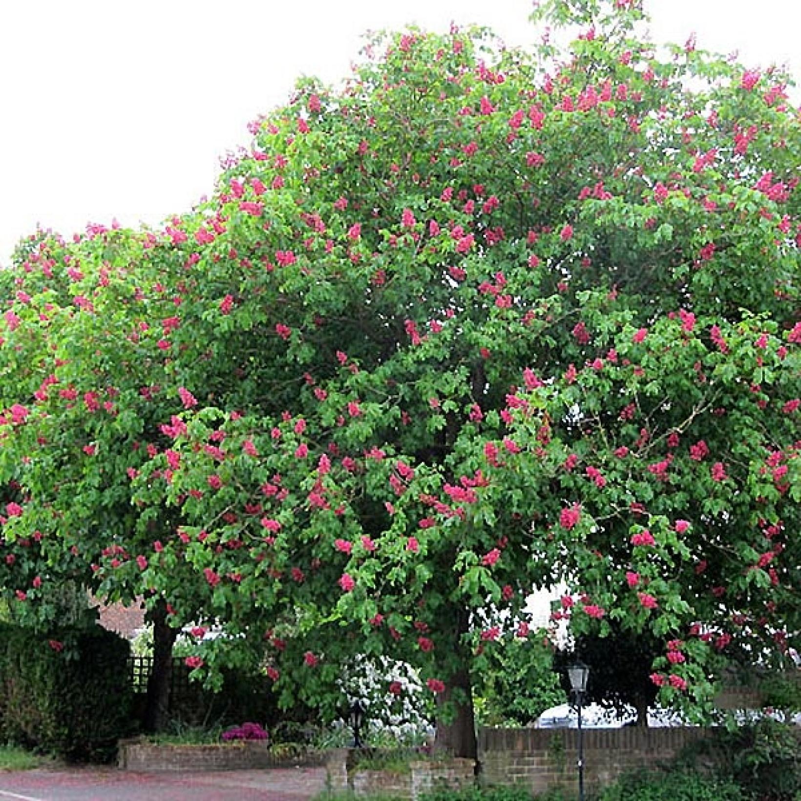 Aesculus carnea Briotii - Marronnier à grandes fleurs rouges sans fruits