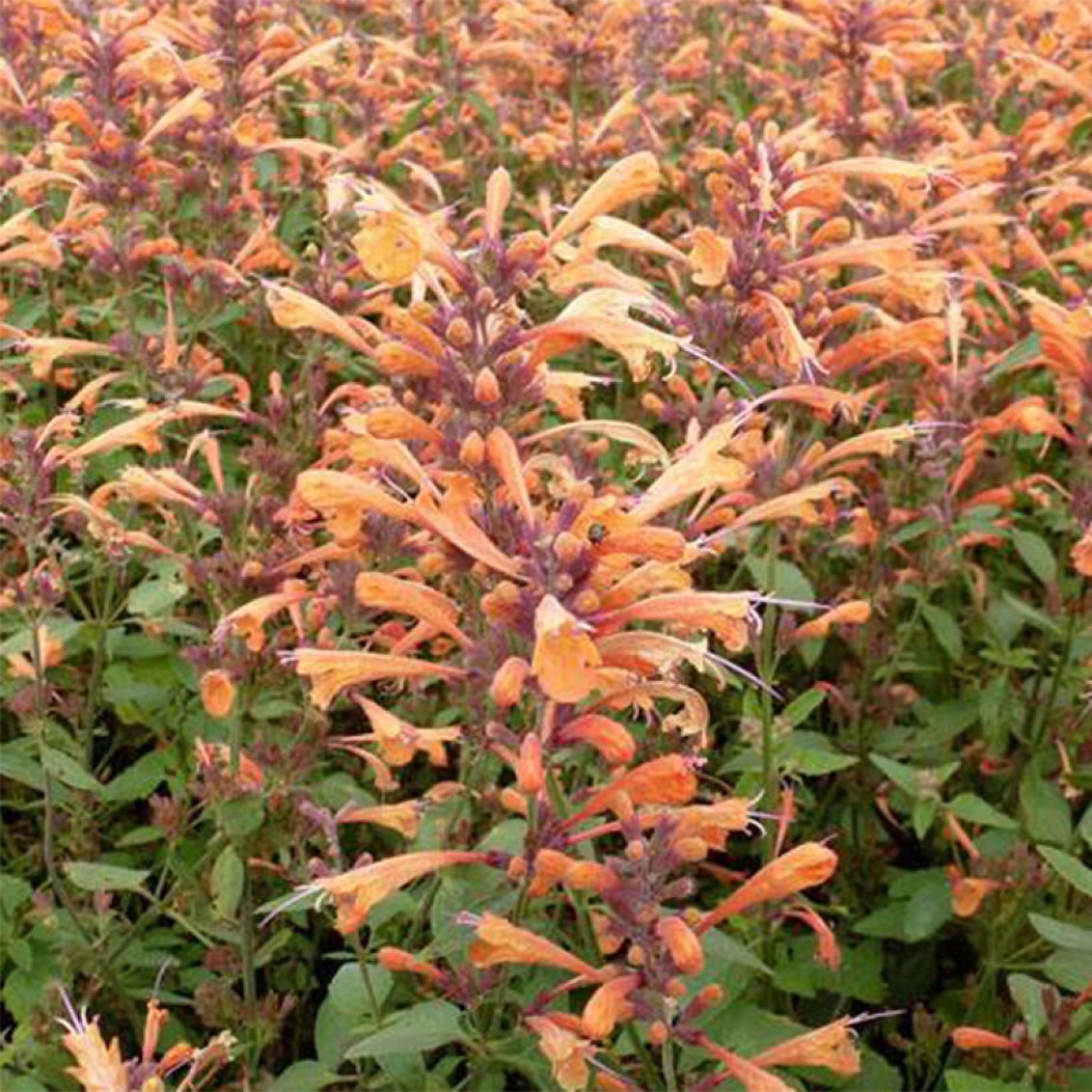 Agastache Summer Sunset - variété récente, aux fleurs orange-rose cuivré.