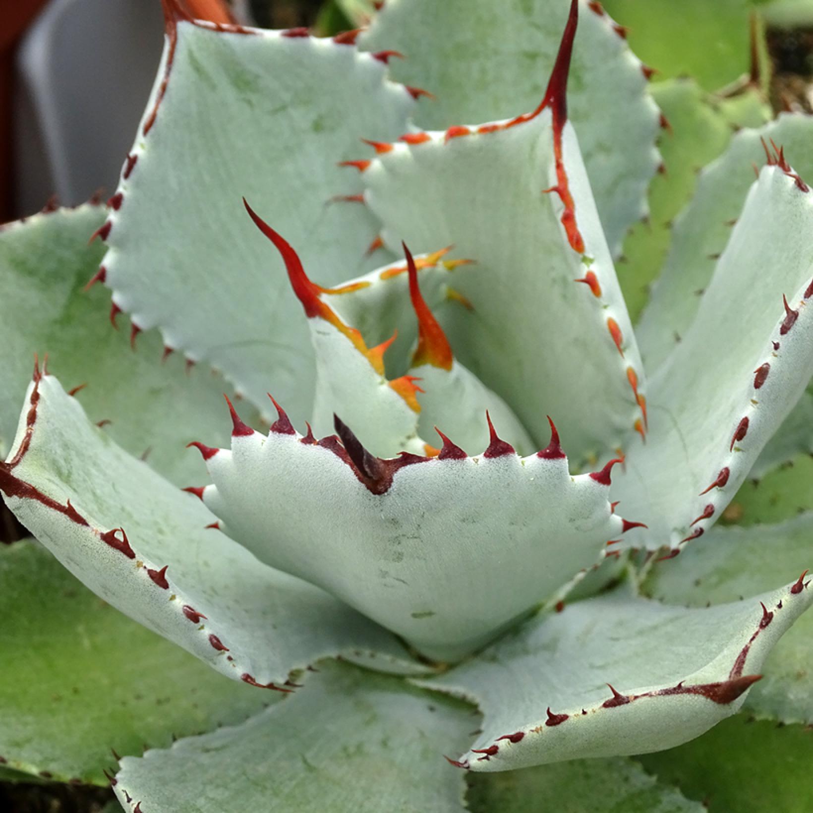 Agave Kikijokan - Agave rustique à -12°C, compacte, en rosette ronde et ...