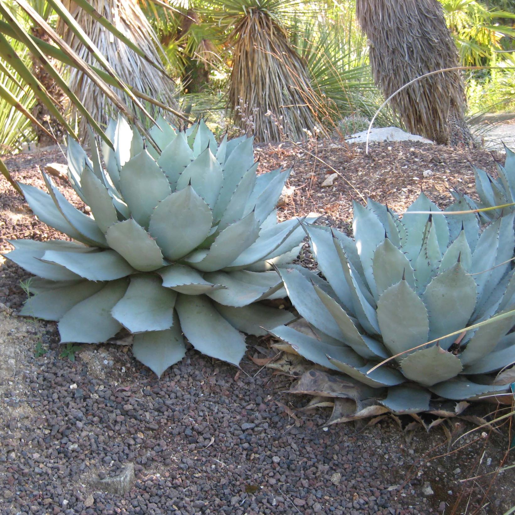 Agave Kikijokan - Agave rustique à -12°C, compacte, en rosette ronde et ...