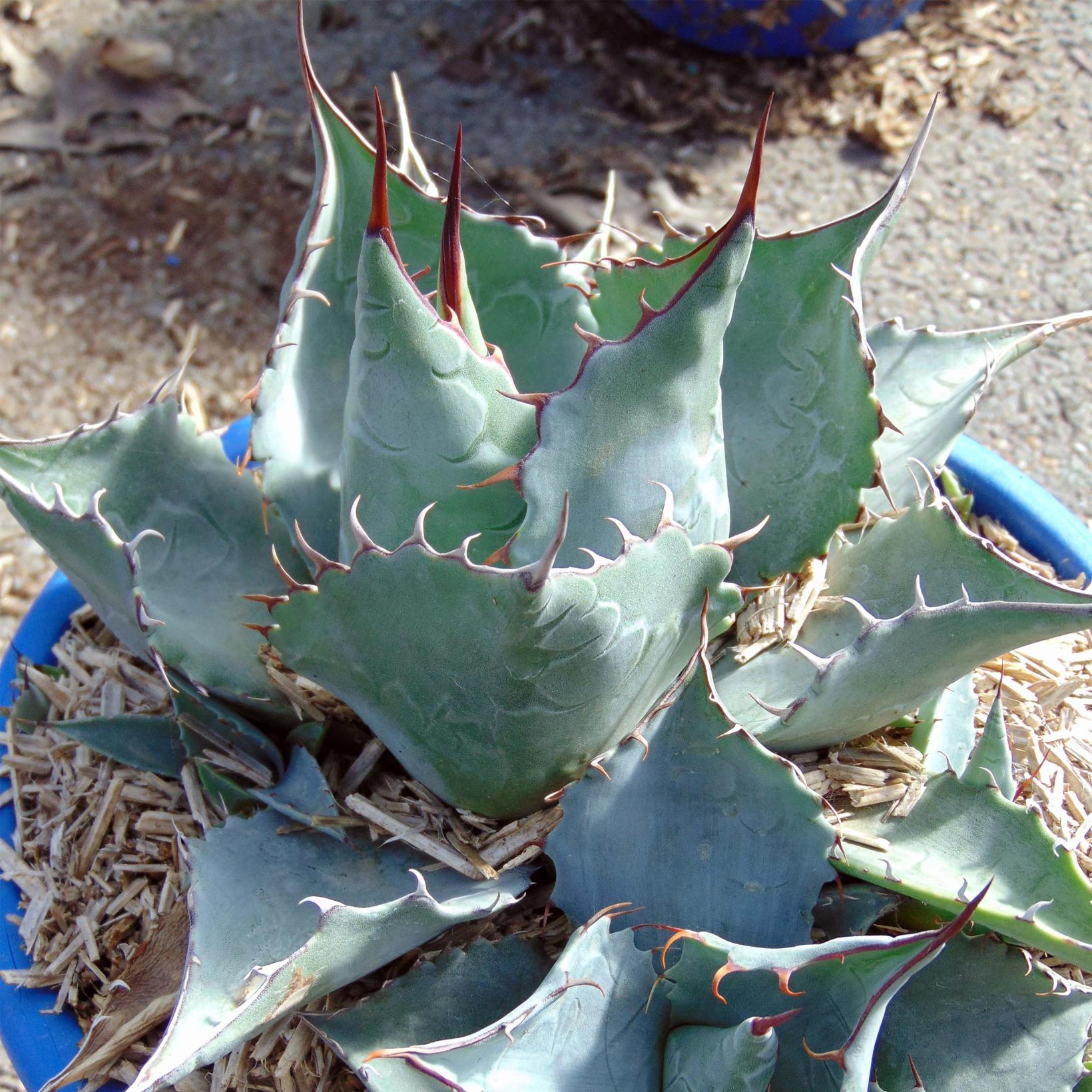 Agave potatorum - Agave en rosette de taille moyenne, bien dense ...