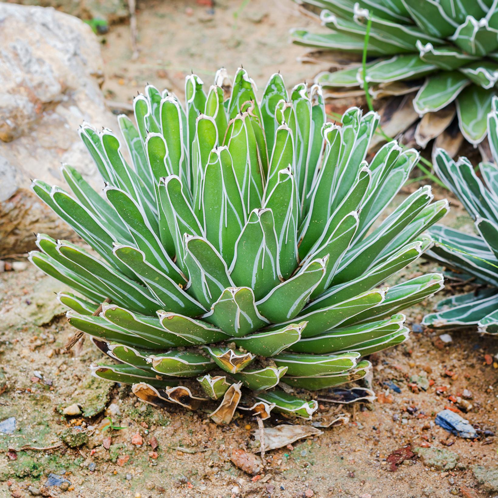 Agave victoriae reginae - Agave de la Reine Victoria, compacte, en ...