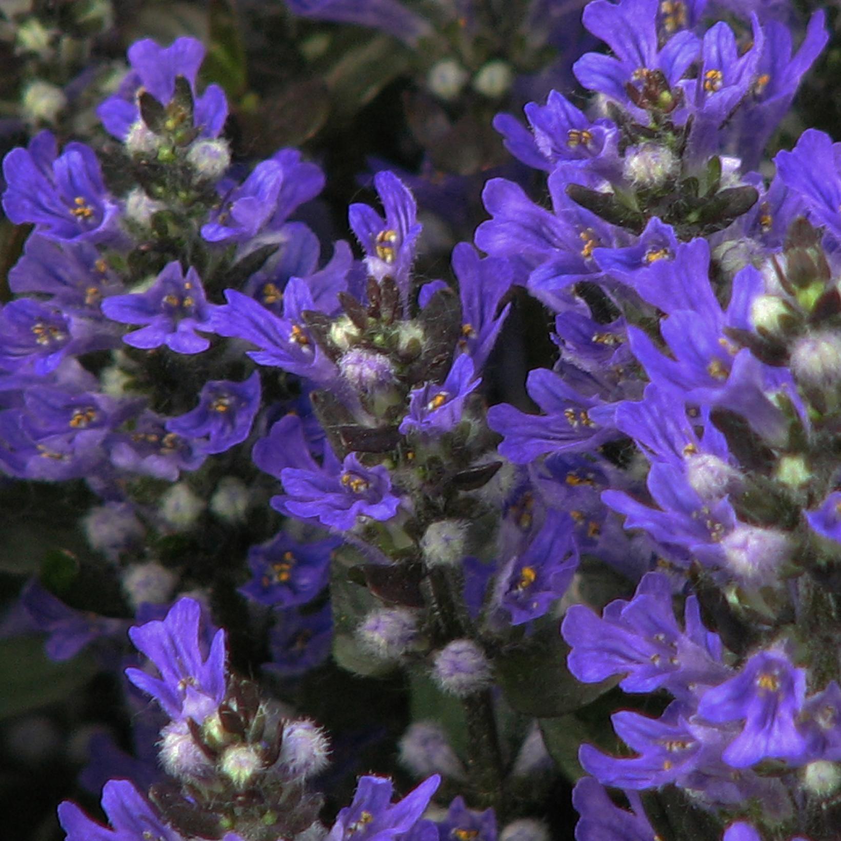 Ajuga reptans Braunherz – Bugle à feuillage acajou et fleurs bleu vif