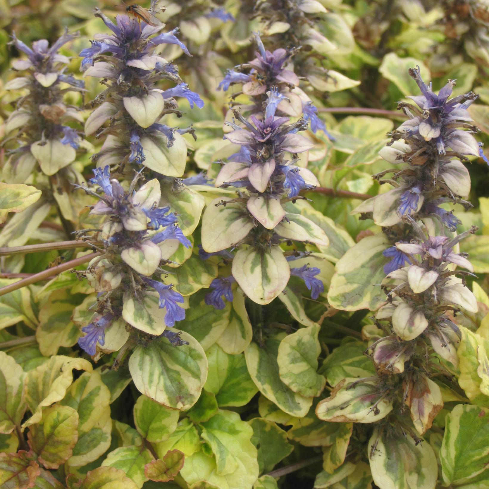 Ajuga reptans Golden Glow - Bugle rampante – Feuillage panaché