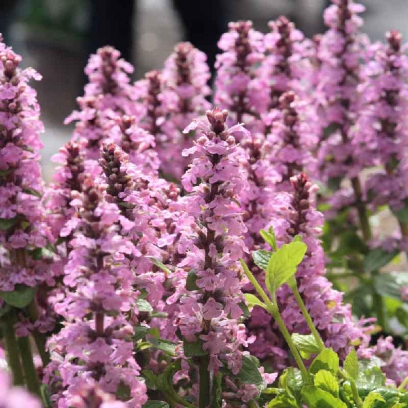Ajuga reptans Purple Torch - Bugle rampante à fleurs rose vif.