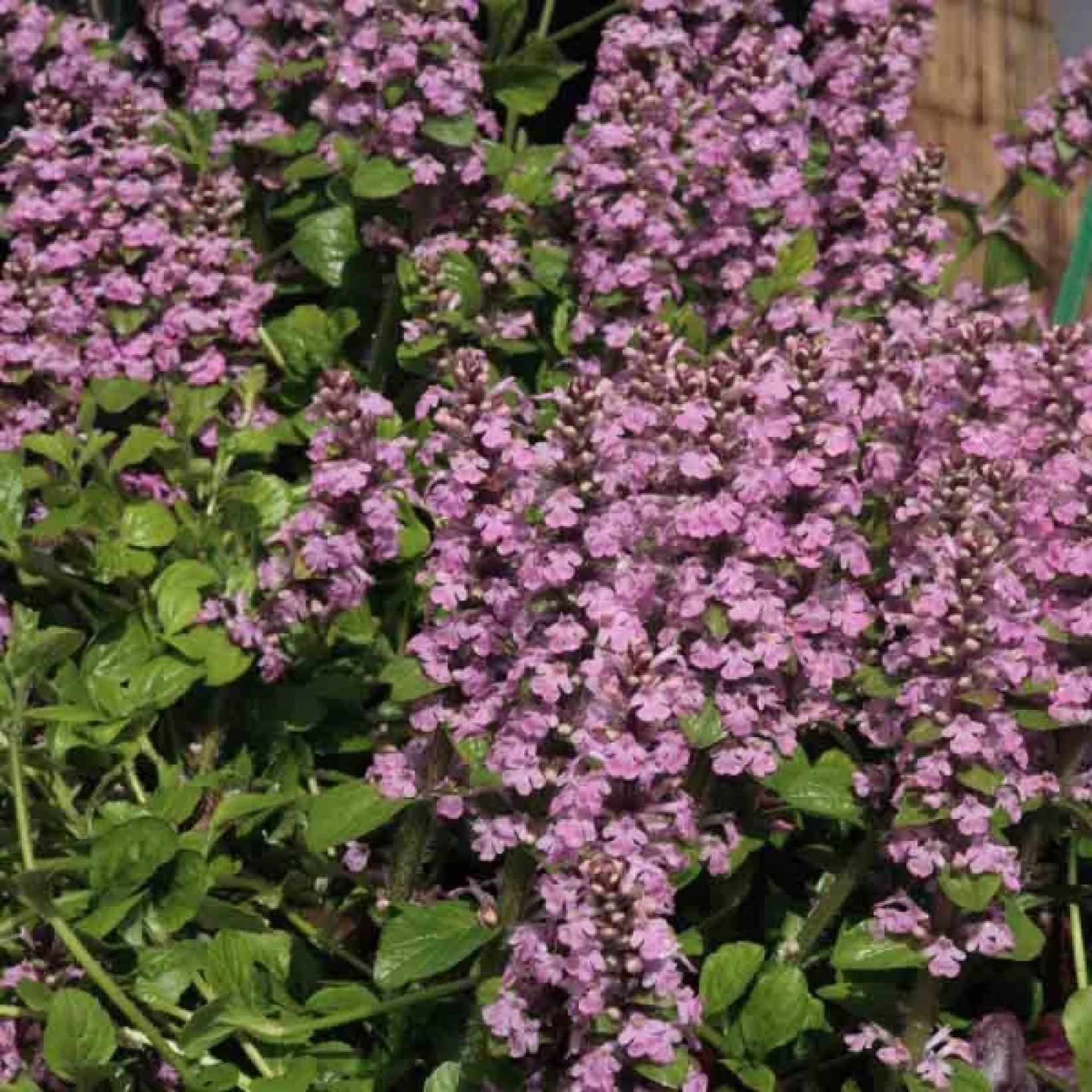 Ajuga reptans Purple Torch - Bugle rampante à fleurs rose vif.