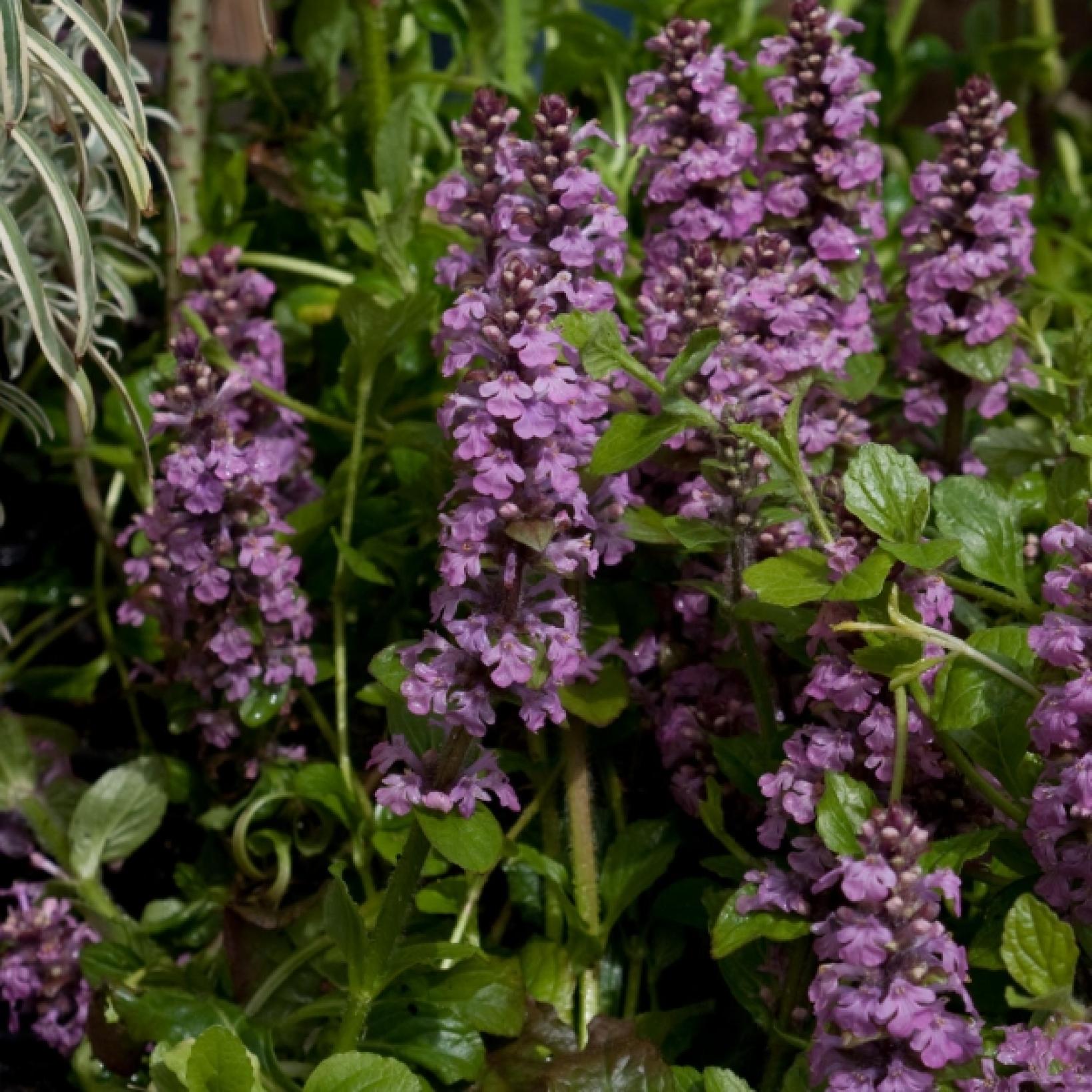 Ajuga reptans Rosea – Bugle rampante à fleurs roses sur feuillage vert