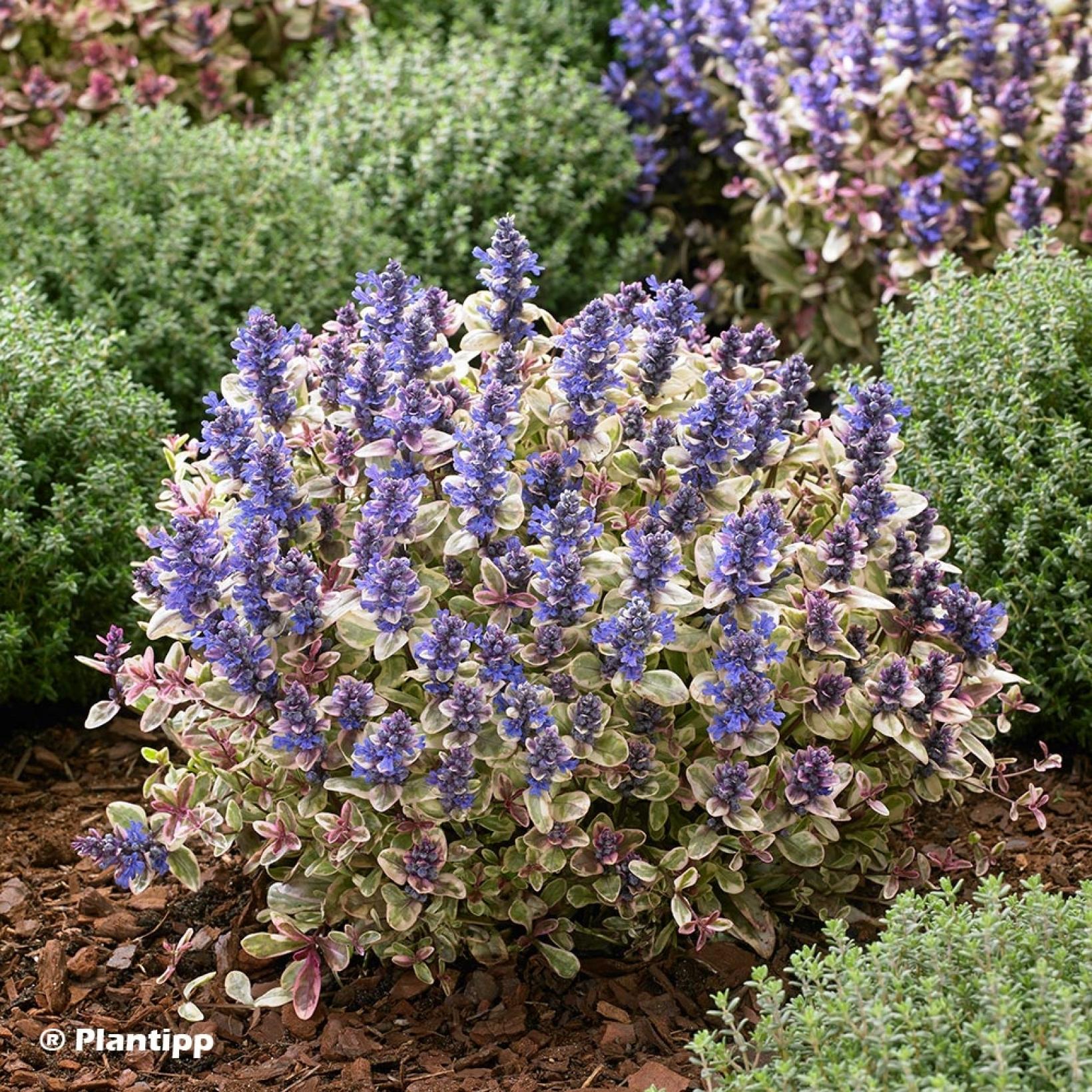 Ajuga reptans tenorii Princess Nadia – Bugle rampante multicolore