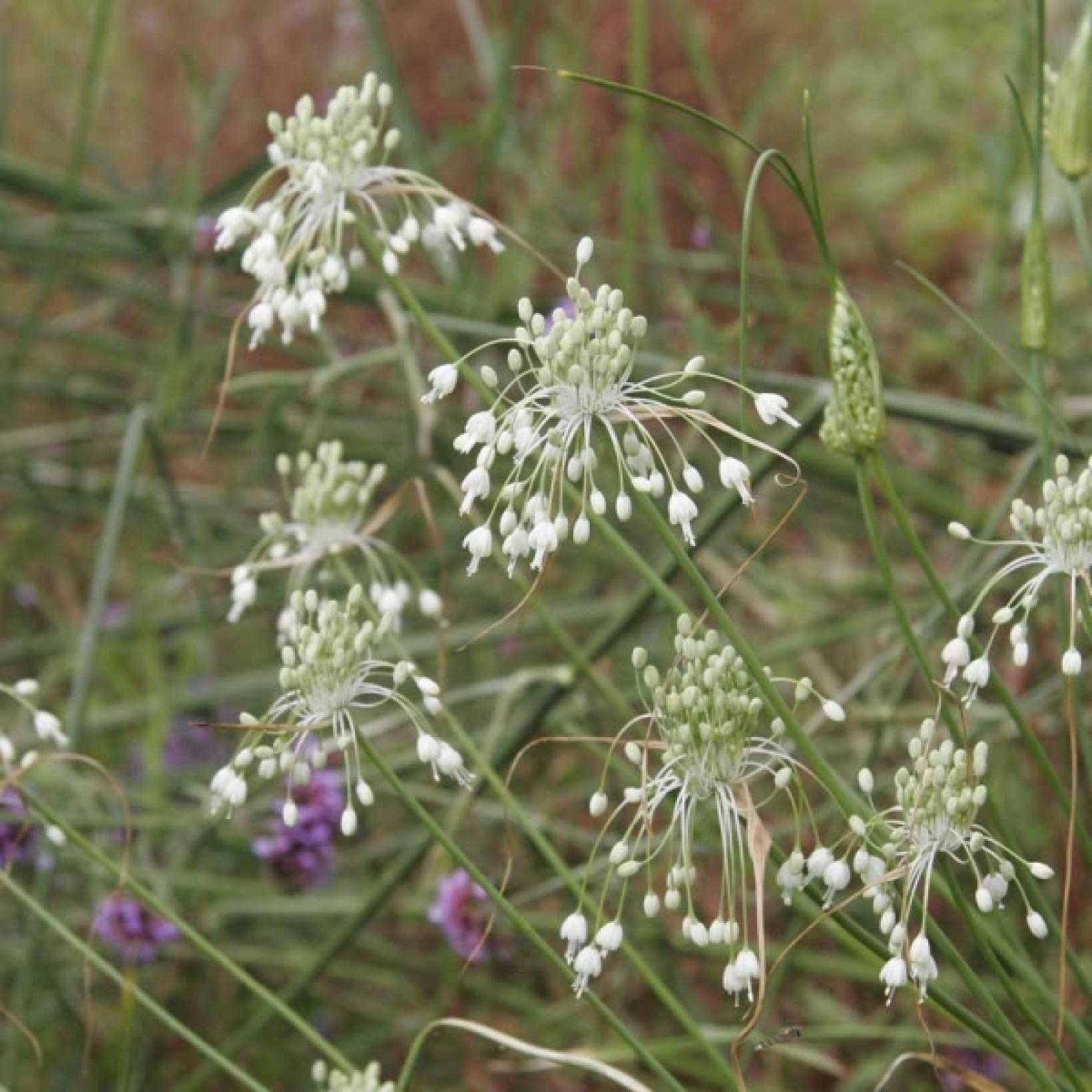 Allium carinatum ssp pulchellum Album - Ail d'ornement original
