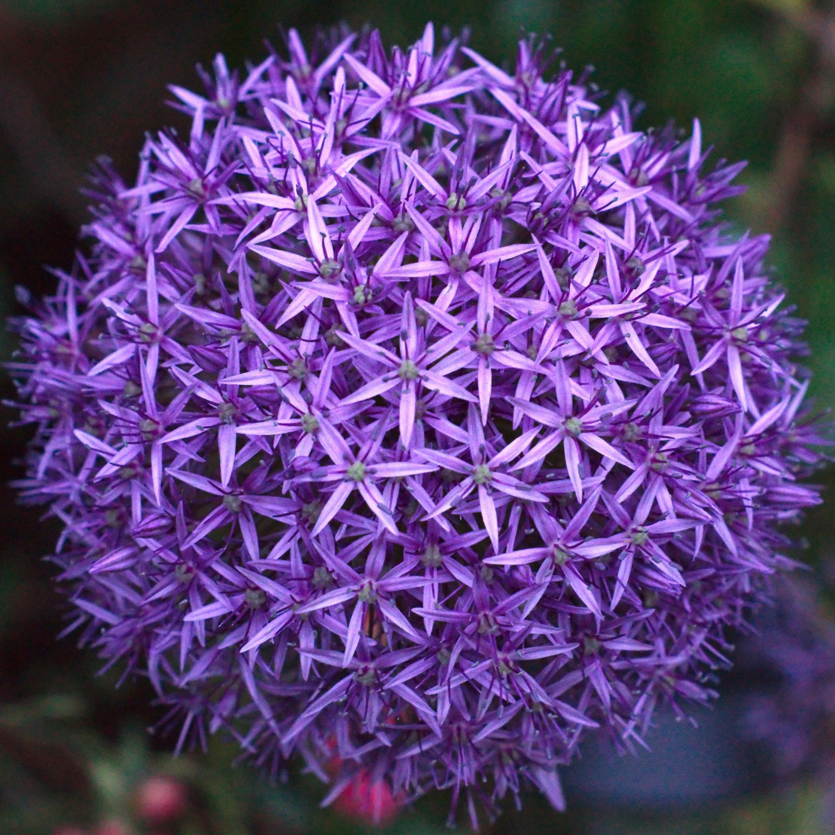 Allium Mars - Ail d'ornement à fleurs lilas qui tiennent longtemps
