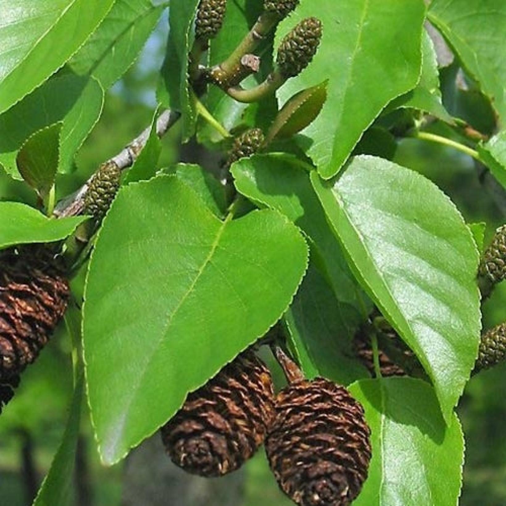 Alnus cordata - Aulne à feuilles en coeur