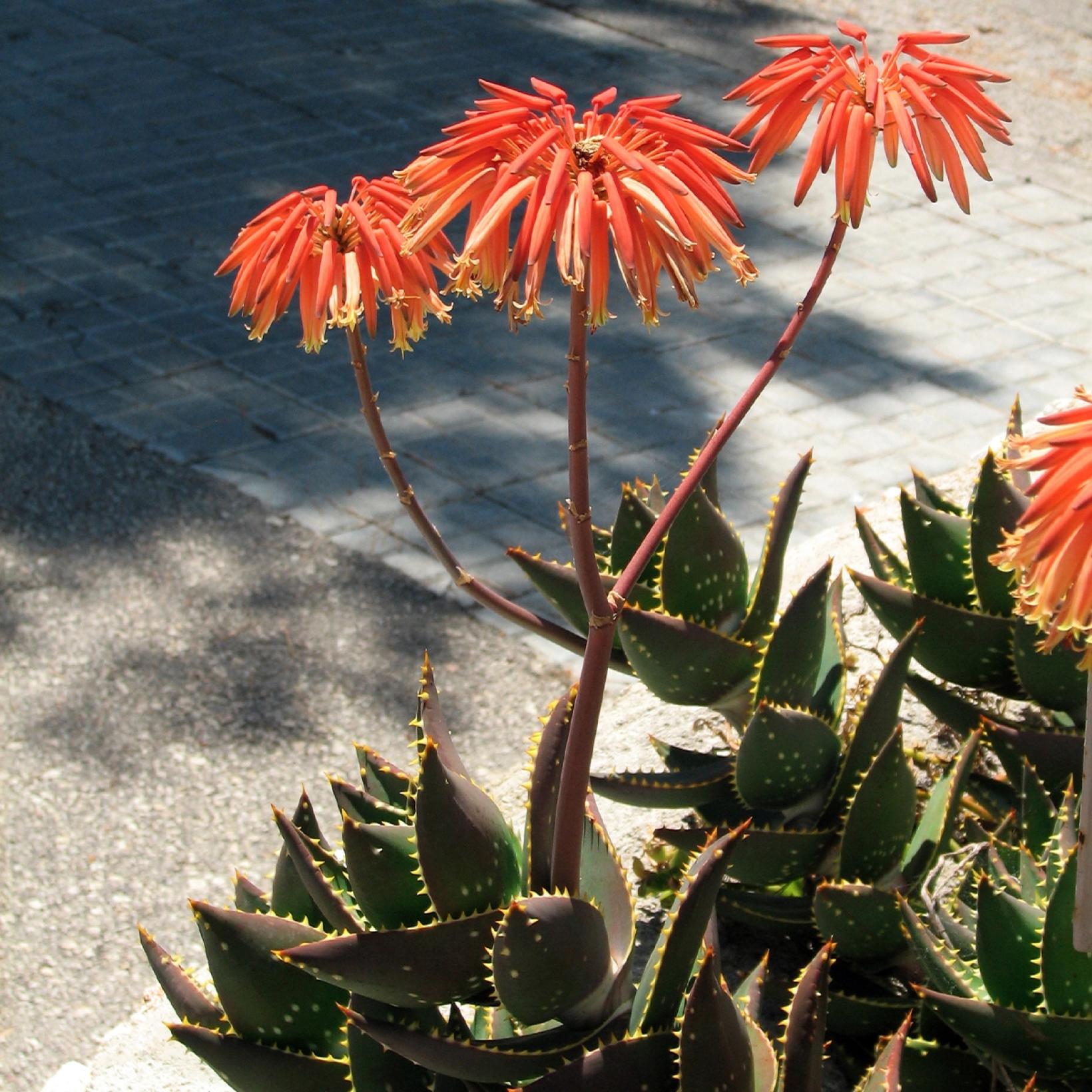 Aloe perfoliata (mitriformis) – Un aloes rampant assez rustique