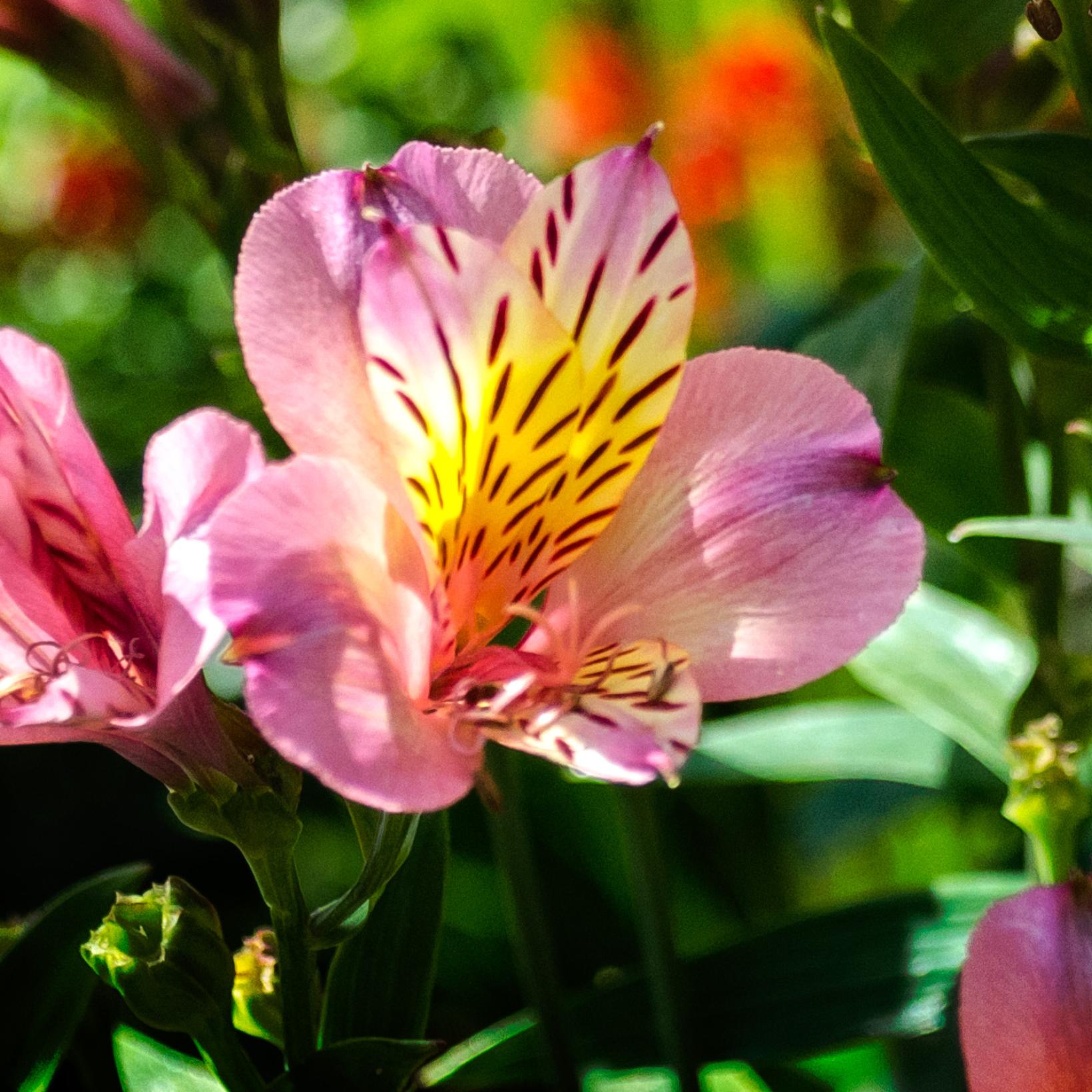 Alstroemeria ligtu-hybride - Lis des Incas à fleurs roses et saumon