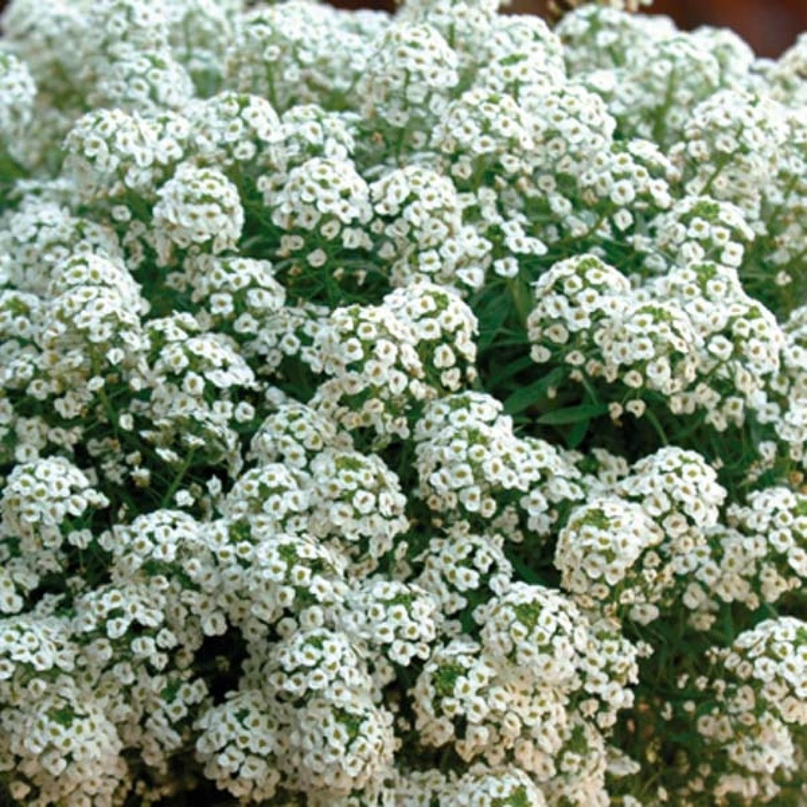 Alysse odorant - Lobularia Snow Princess - Alysse port rampant aux ...