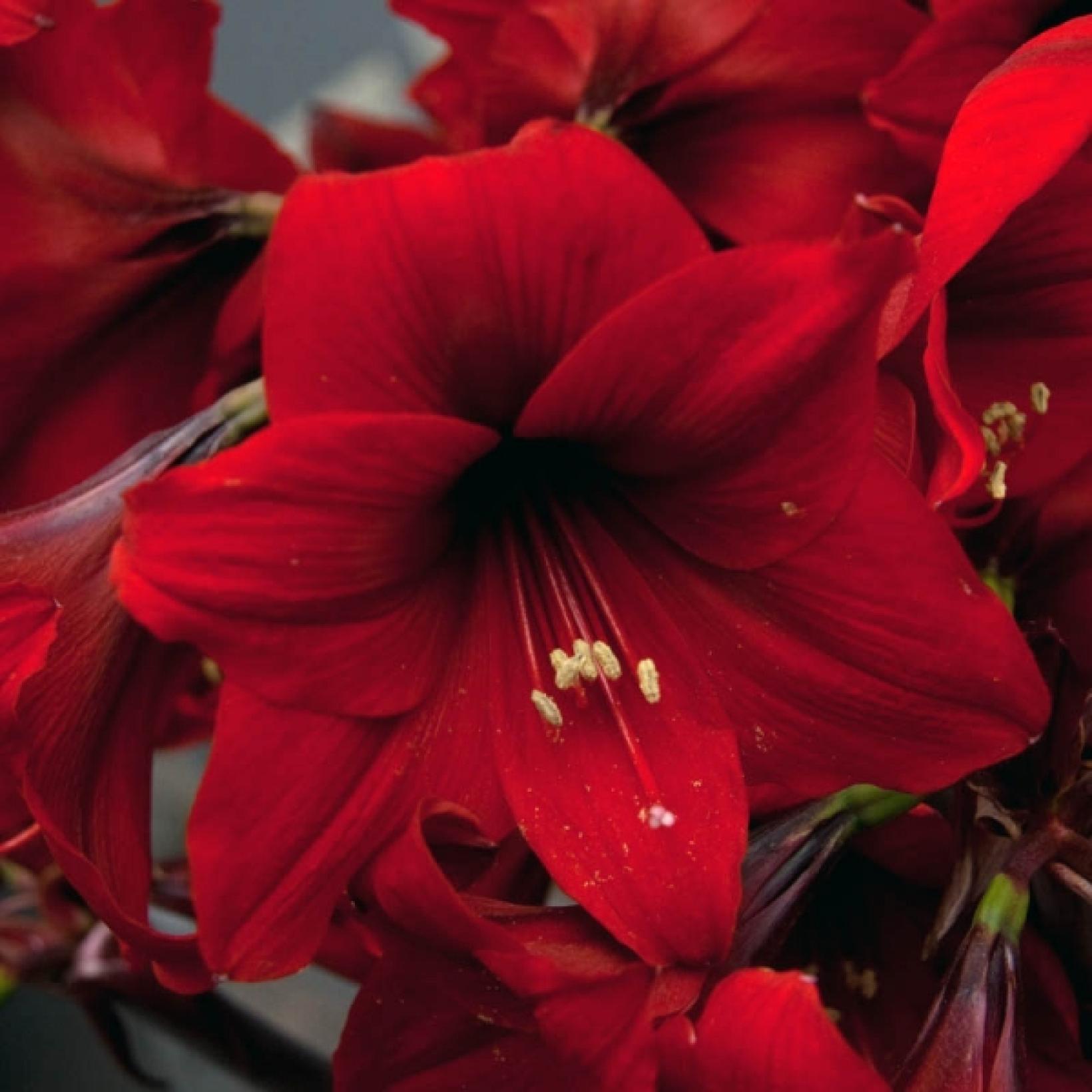 L'Amaryllis Rapido, des fleurs simple rouge.