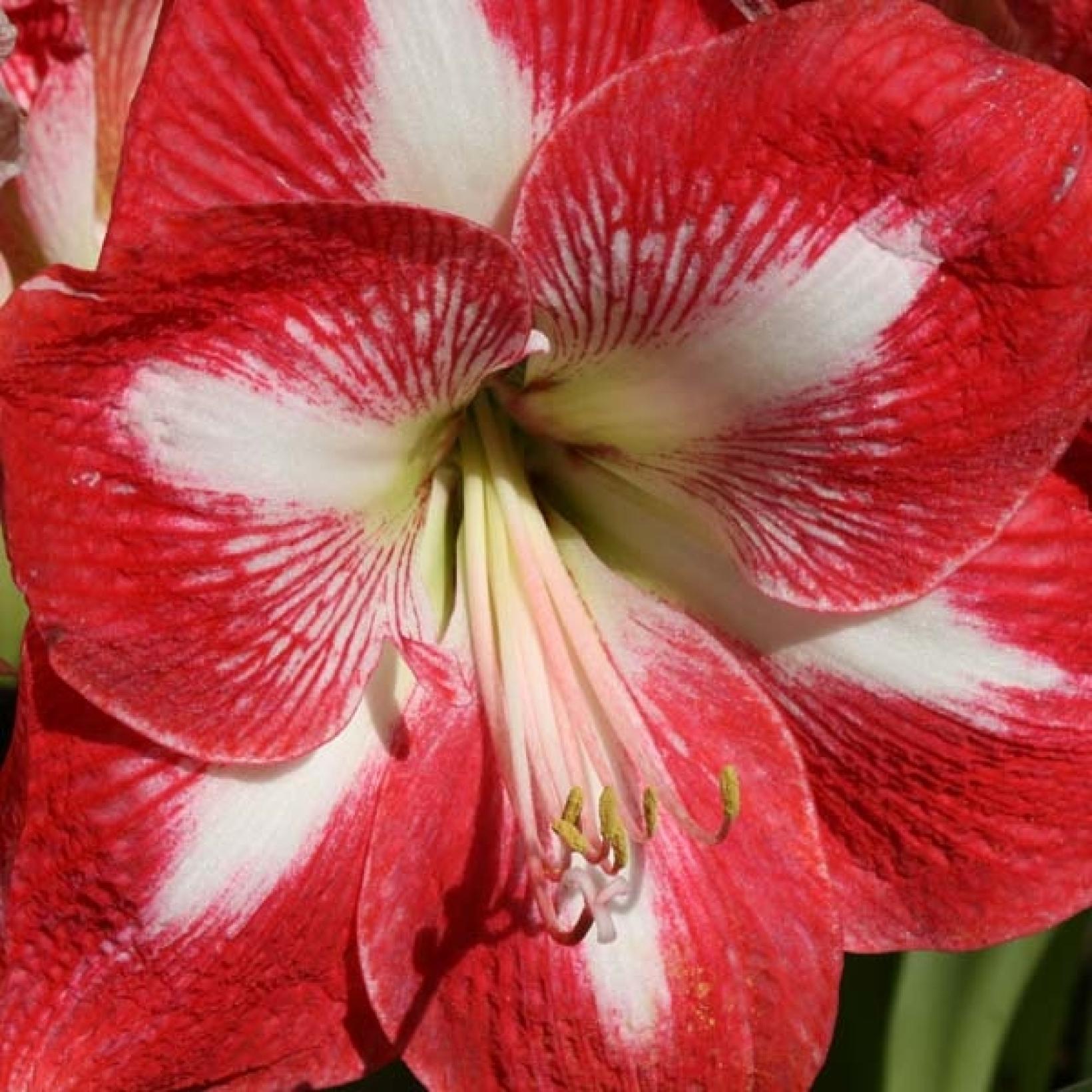 Amaryllis Minerva ou hippeastrum à fleurs géantes rouge, en calibre 36