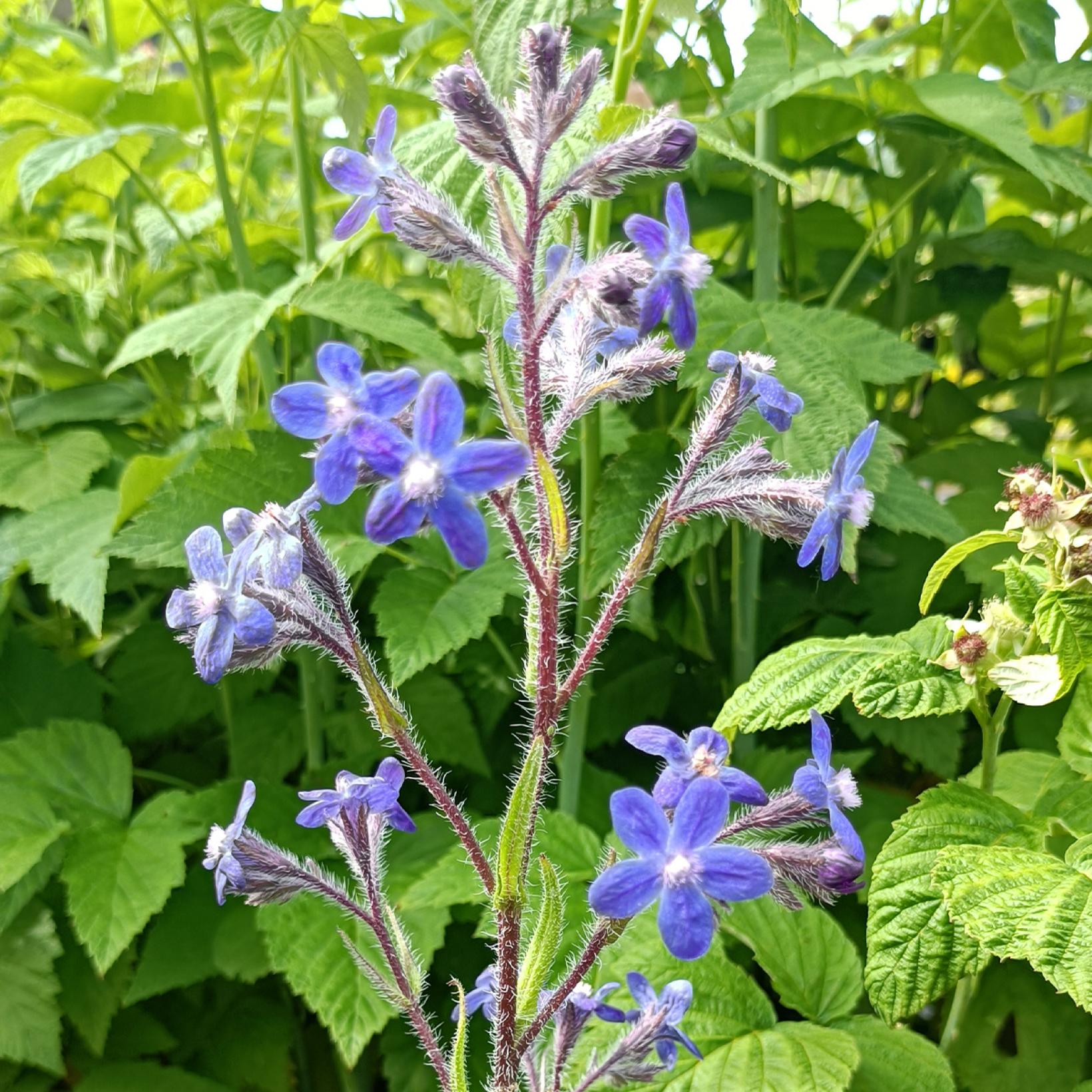 Anchusa azurea Dropmore - Anchusa italica - Buglosse azurée d'Italie