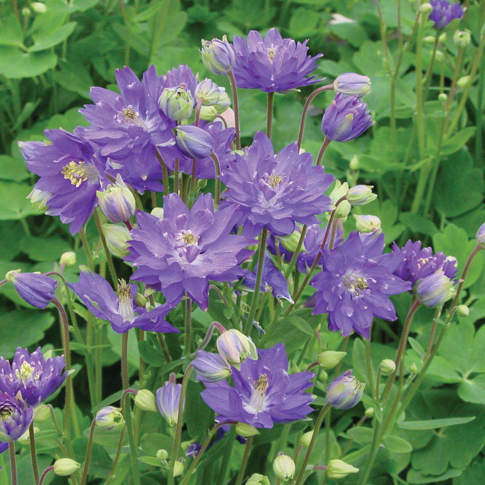 Ancolie Clementine Blue – Aquilegia vulgaris bleue à fleurs doubles