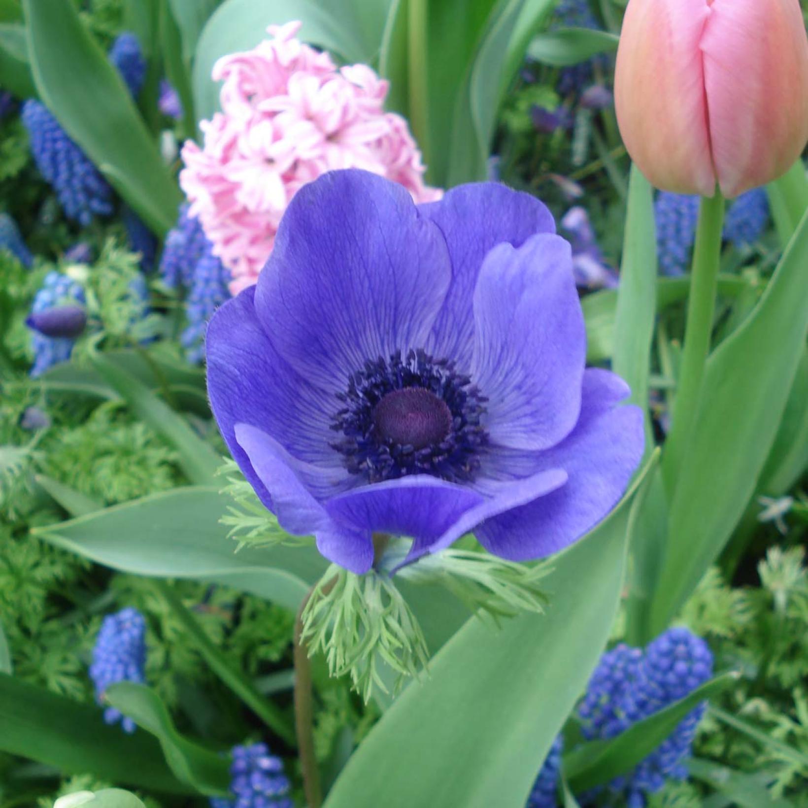 Anémone de Caen Mr Fokker – Anémone des fleuristes bleue à cœur noir