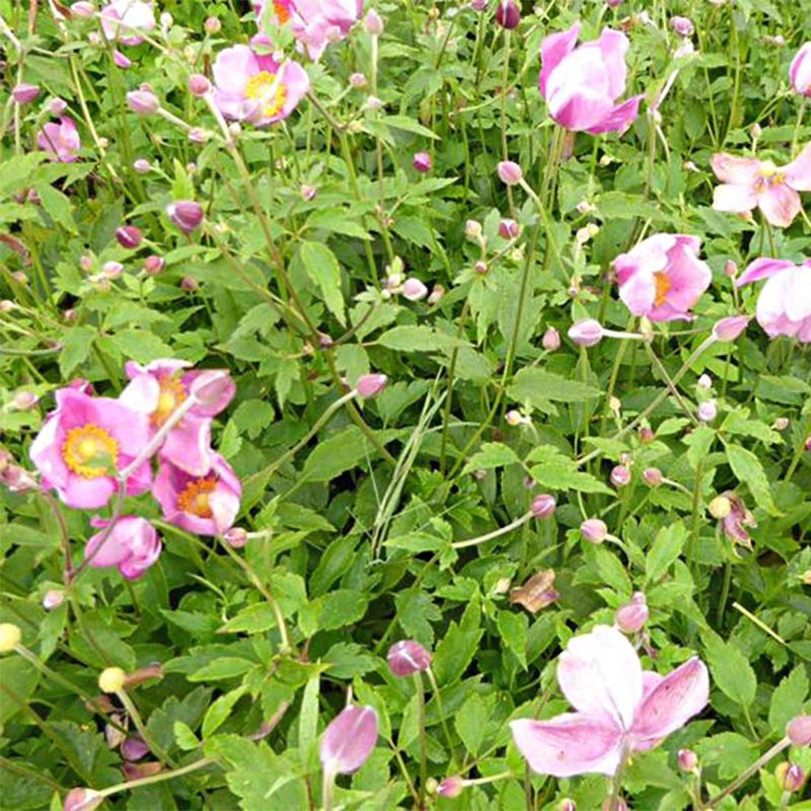 Anémone du Japon Pretty Lady Susan - Anemone naine à fleurs d'un rose ...