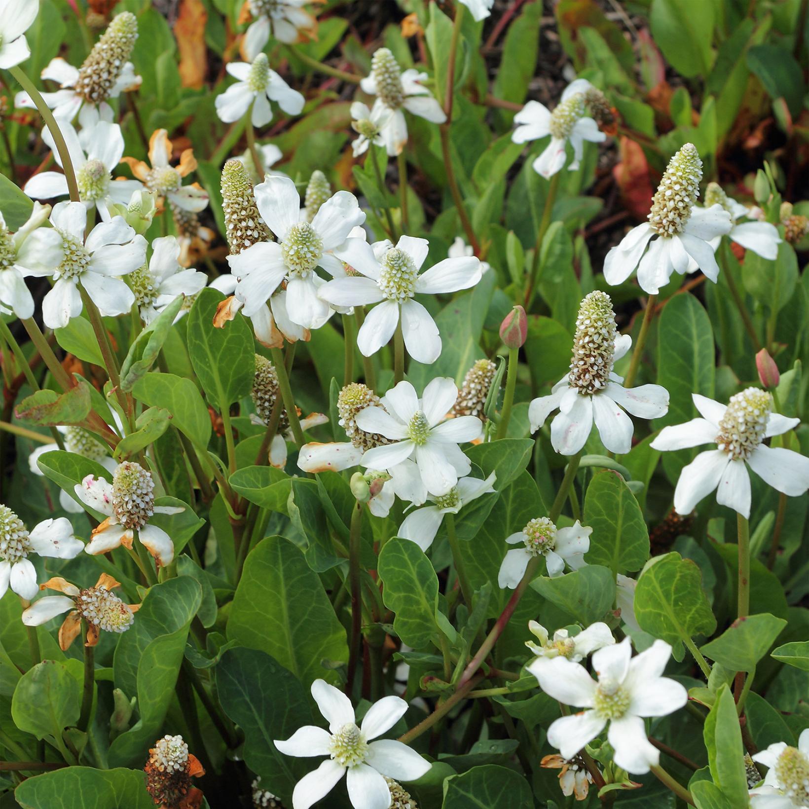 Anemopsis californica – D'originales fleurs blanches, pour sol humide