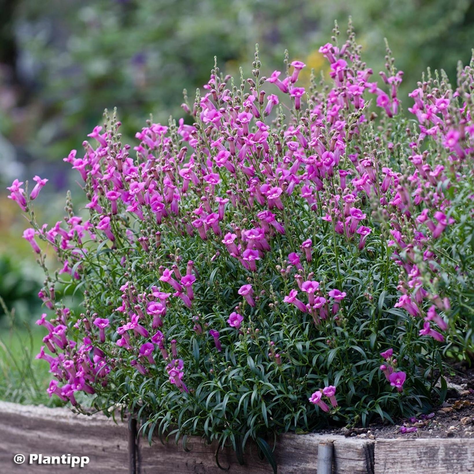 Antirrhinum majus Pretty in Pink - Muflier vivace, florifère, rose mauve.