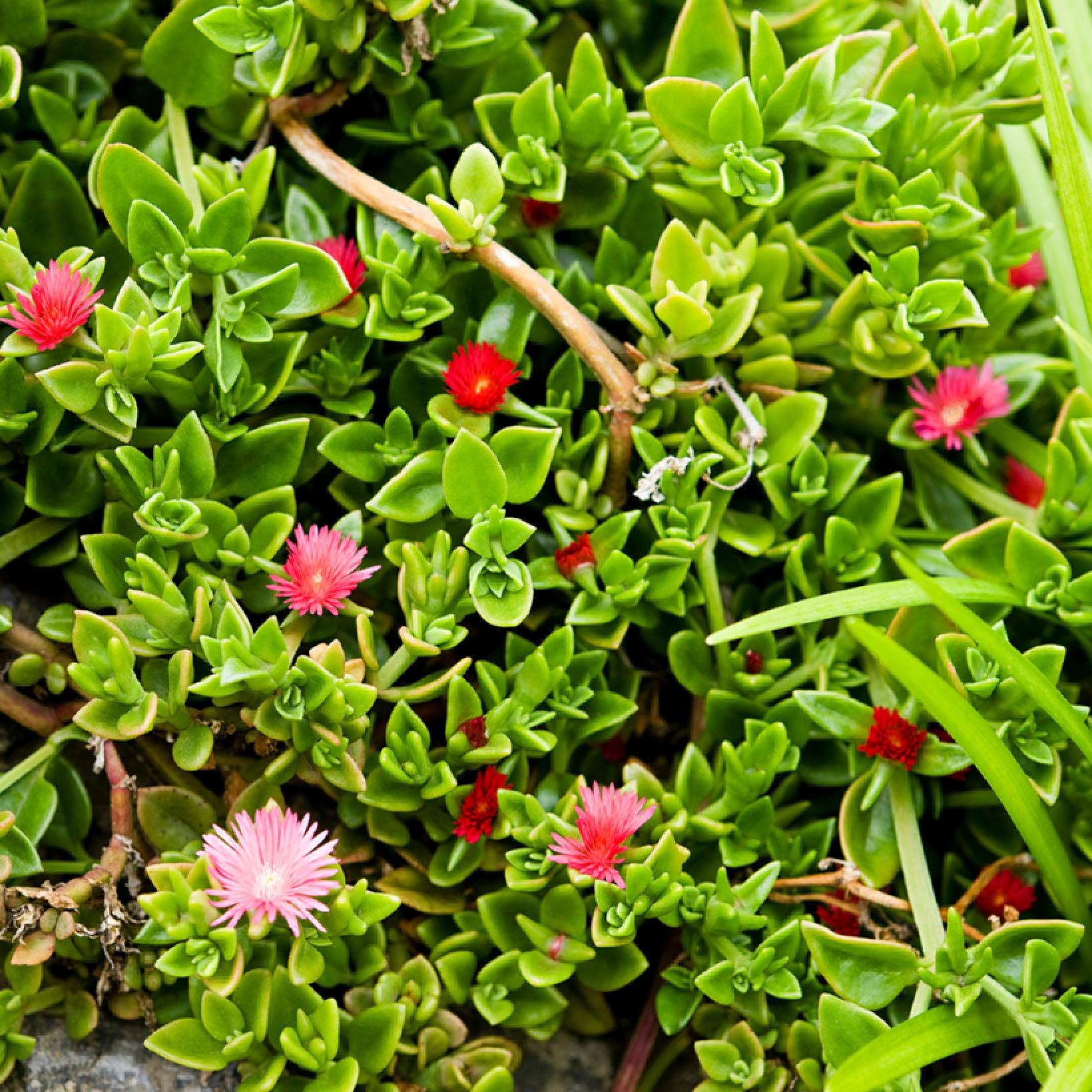Aptenia cordifolia - Ficoide à feuilles en coeur vivace succulente et ...