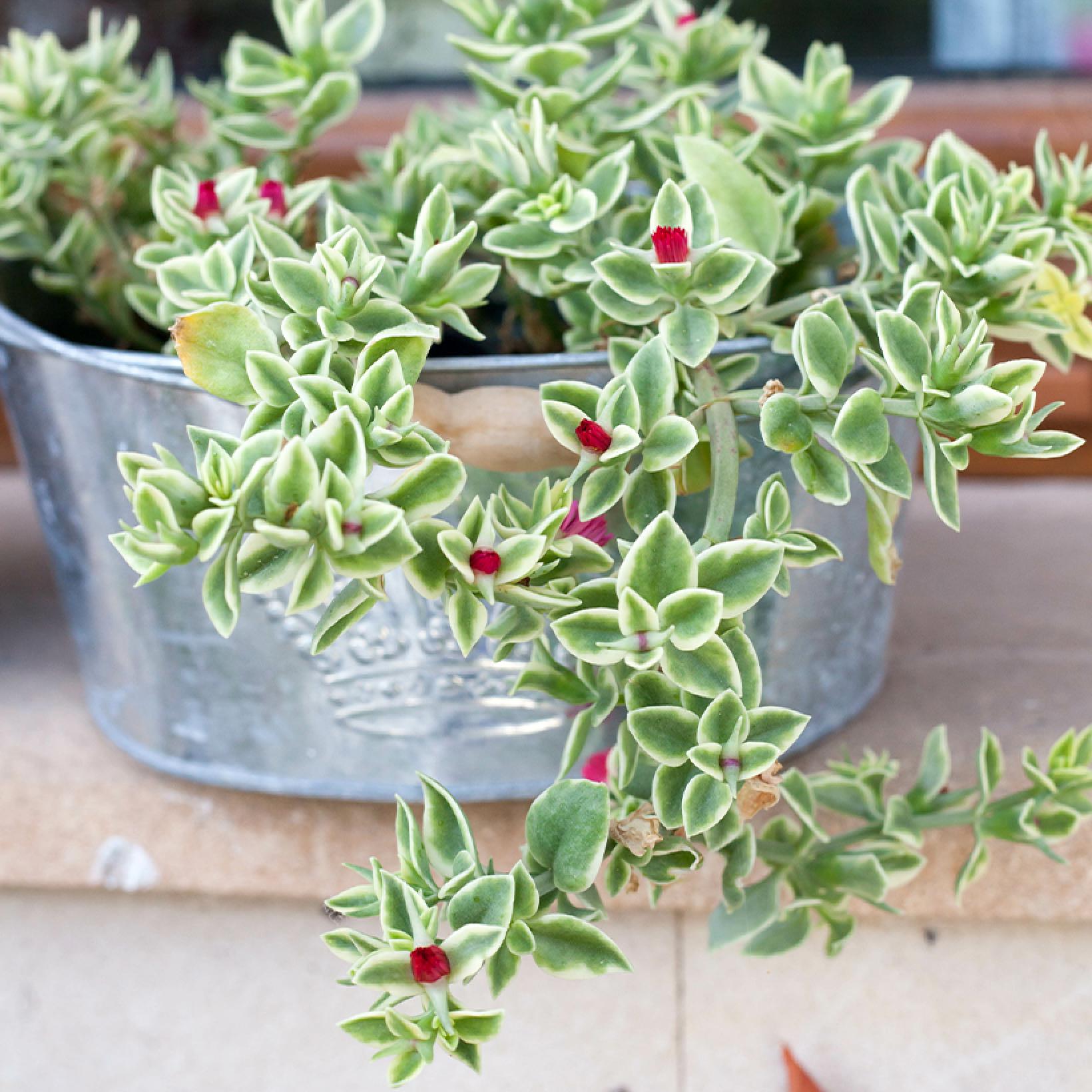 Aptenia cordifolia Variegata - Ficoide à feuilles en coeur panachées