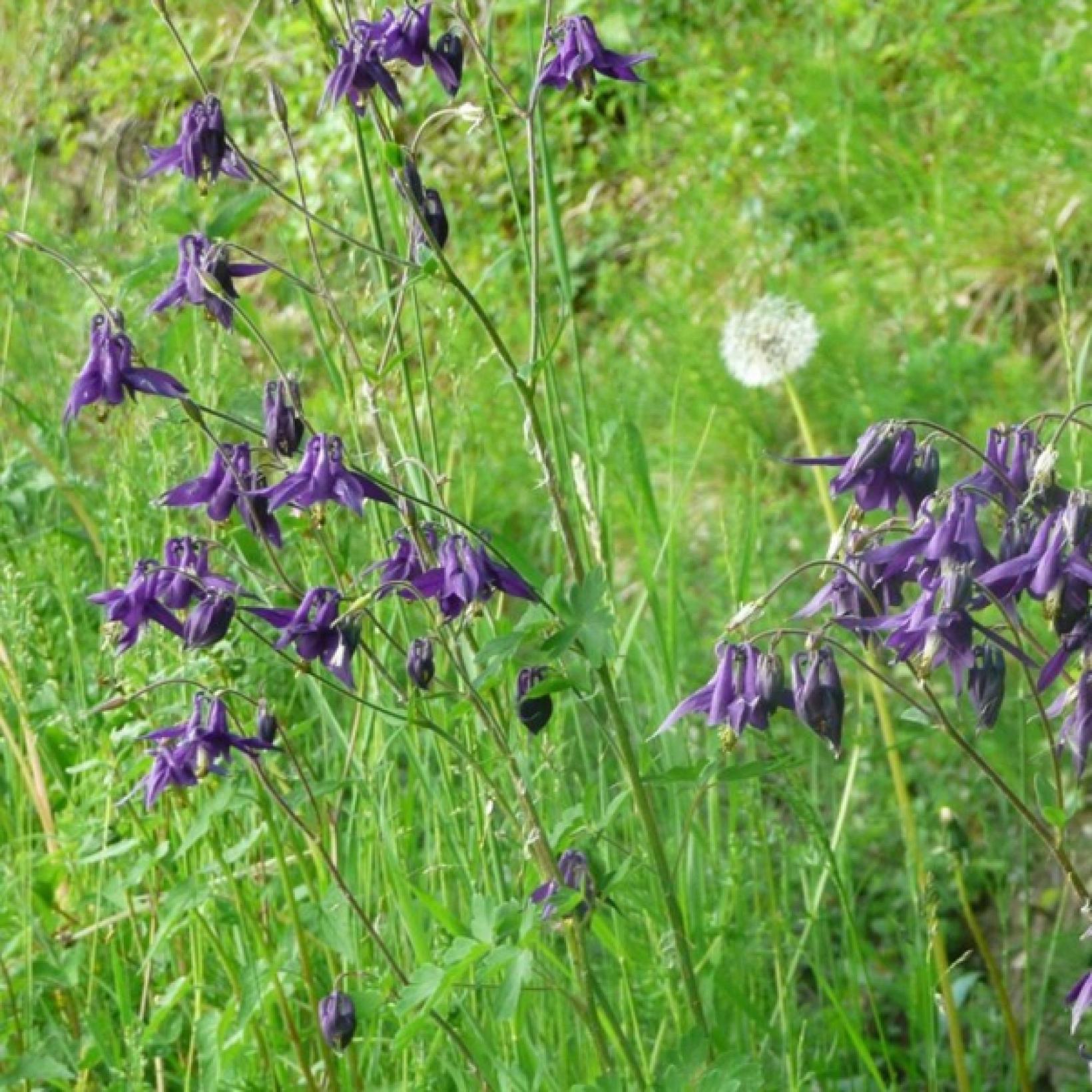 Ancolie des Jardins – Aquilegia vulgaris – Une vivace à fleurs légères