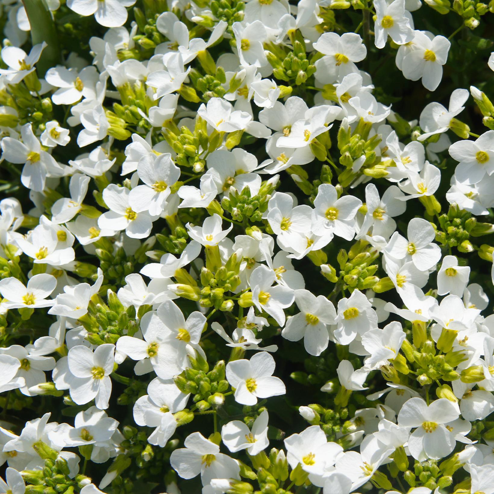 Arabis caucasia Snowball) - Corbeille d'argent compacte
