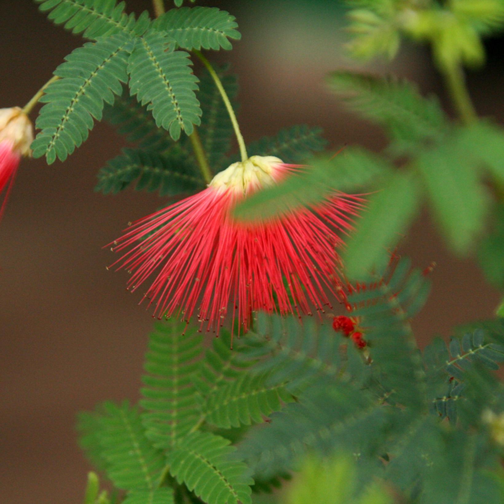 Albizia julibrissin Rouge de Tuilière - Arbre à soie aux fleurs rouges