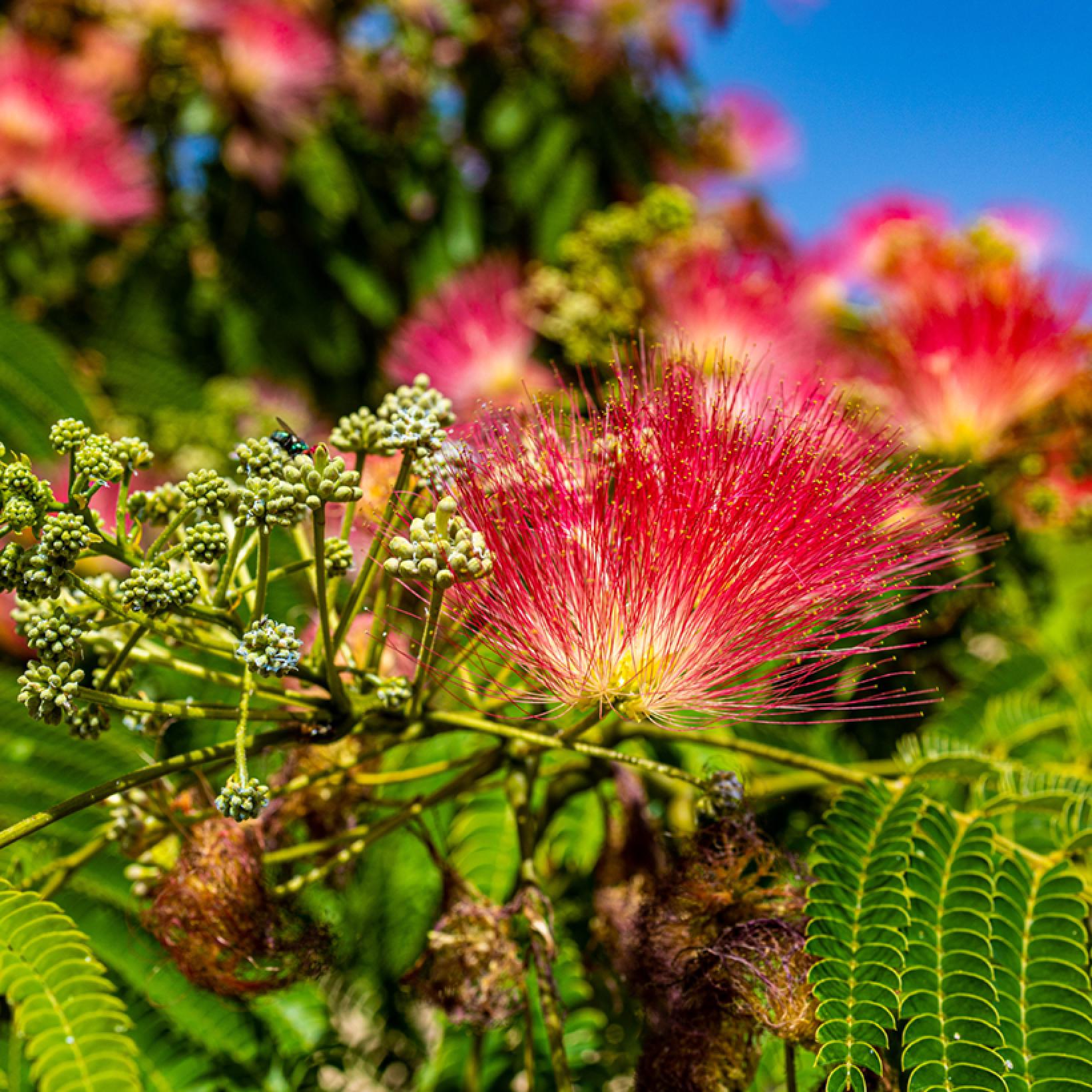 Albizia julibrissin Rouge de Tuilière - Arbre à soie aux fleurs rouges