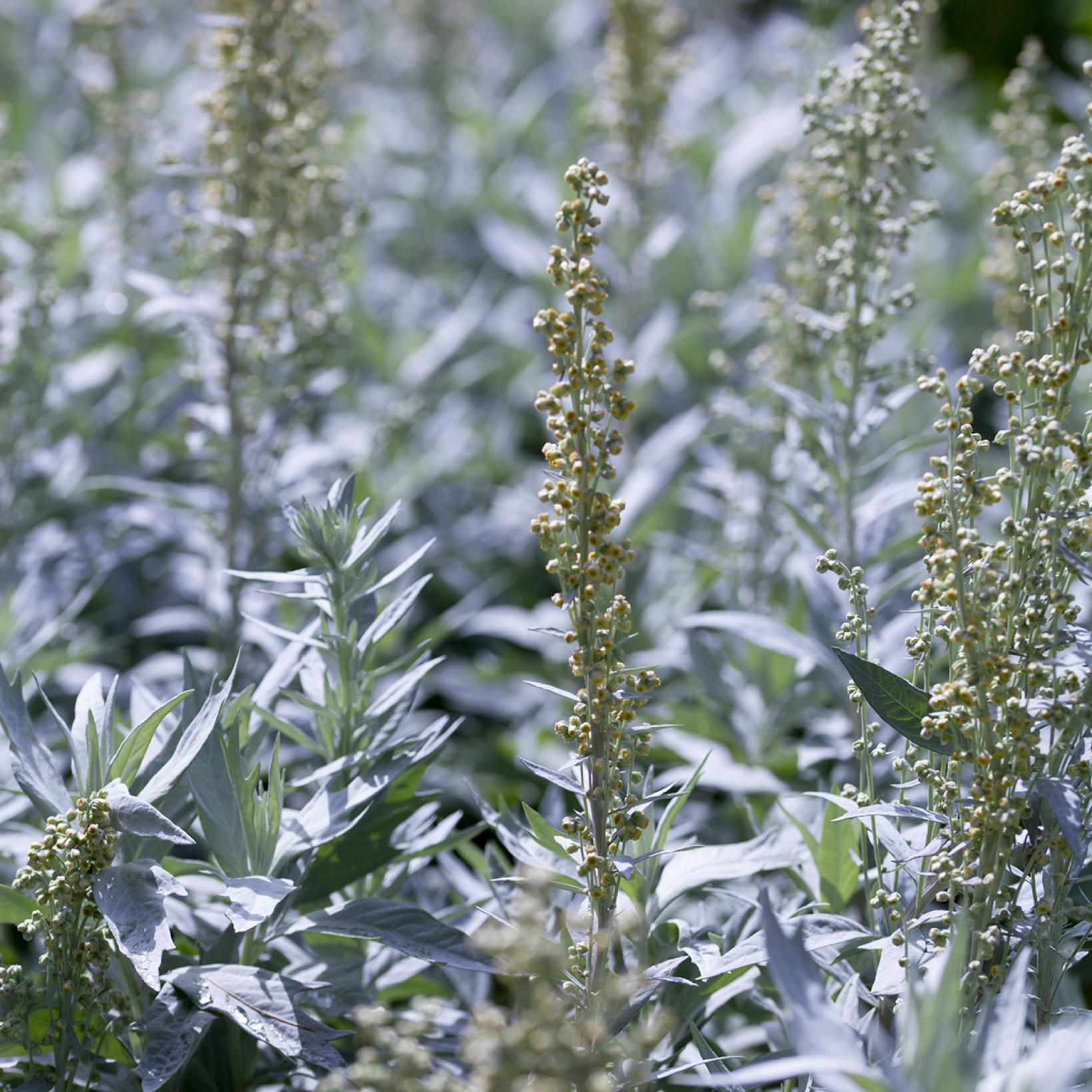 Artemisia ludoviciana Silver Queen – Une Armoise à feuillage argenté