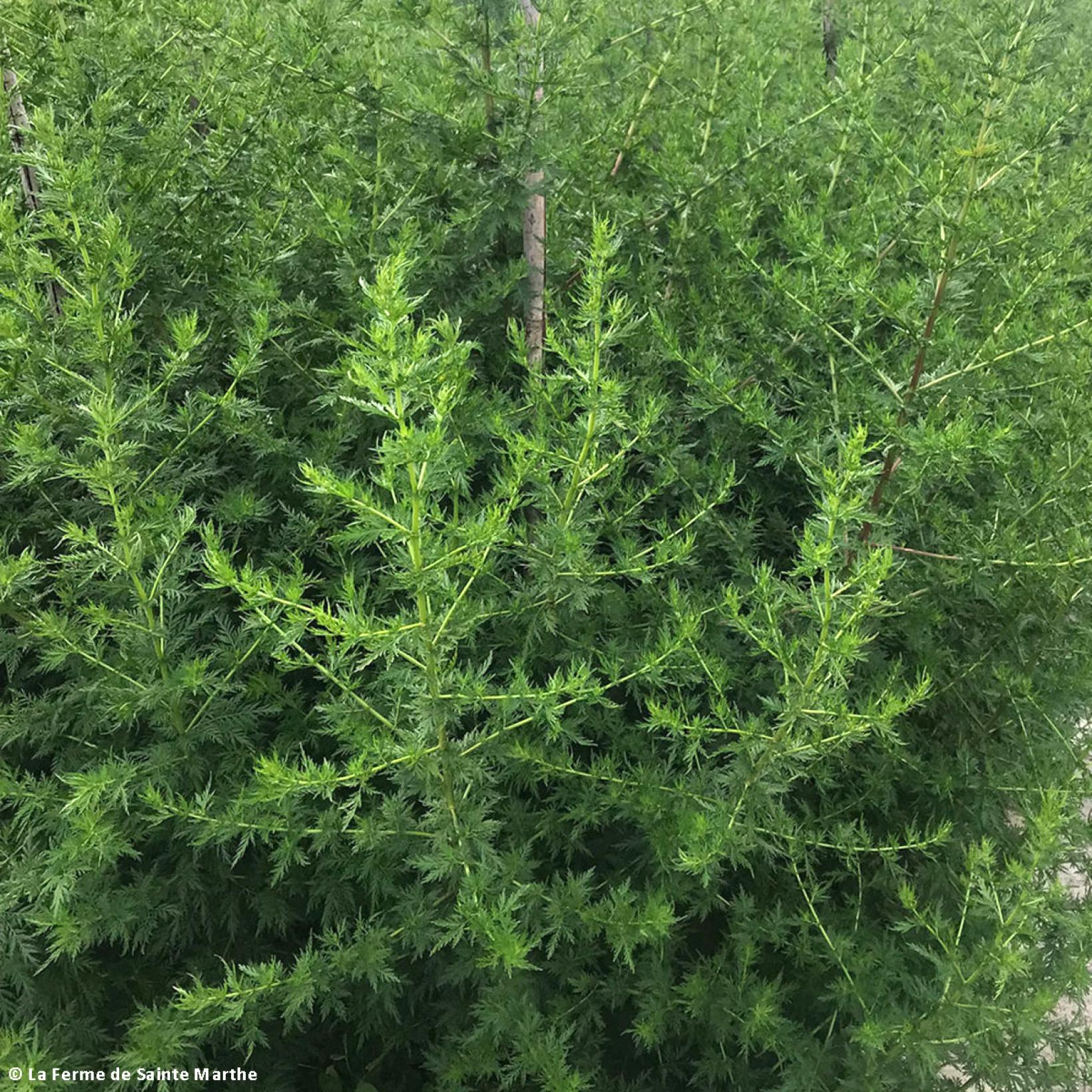 Armoise annuelle - Artemisia annua Graines Bio - Ferme de Sainte Marthe