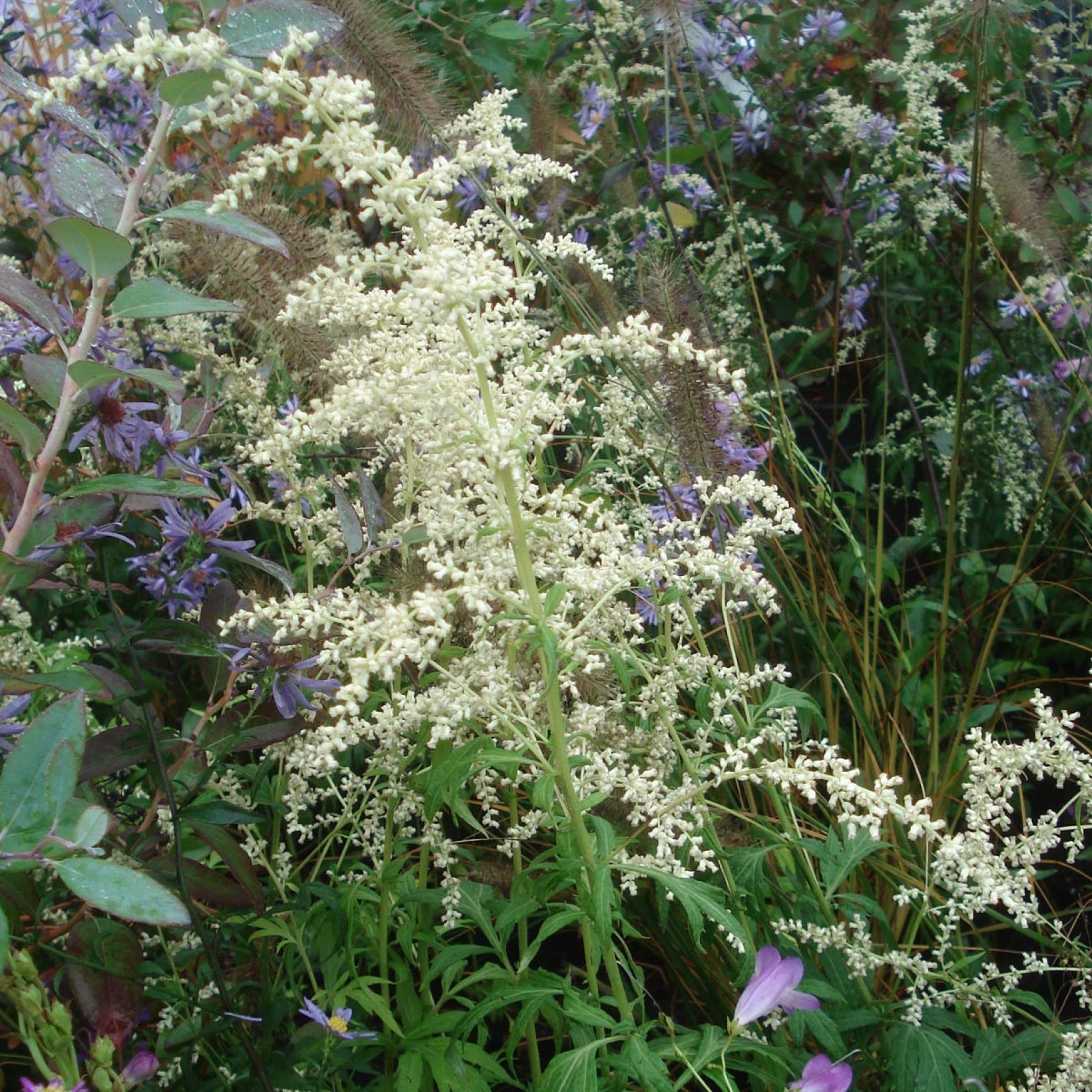 Artemisia lactiflora – Armoise à fleurs plumeuses sur feuillage découpé