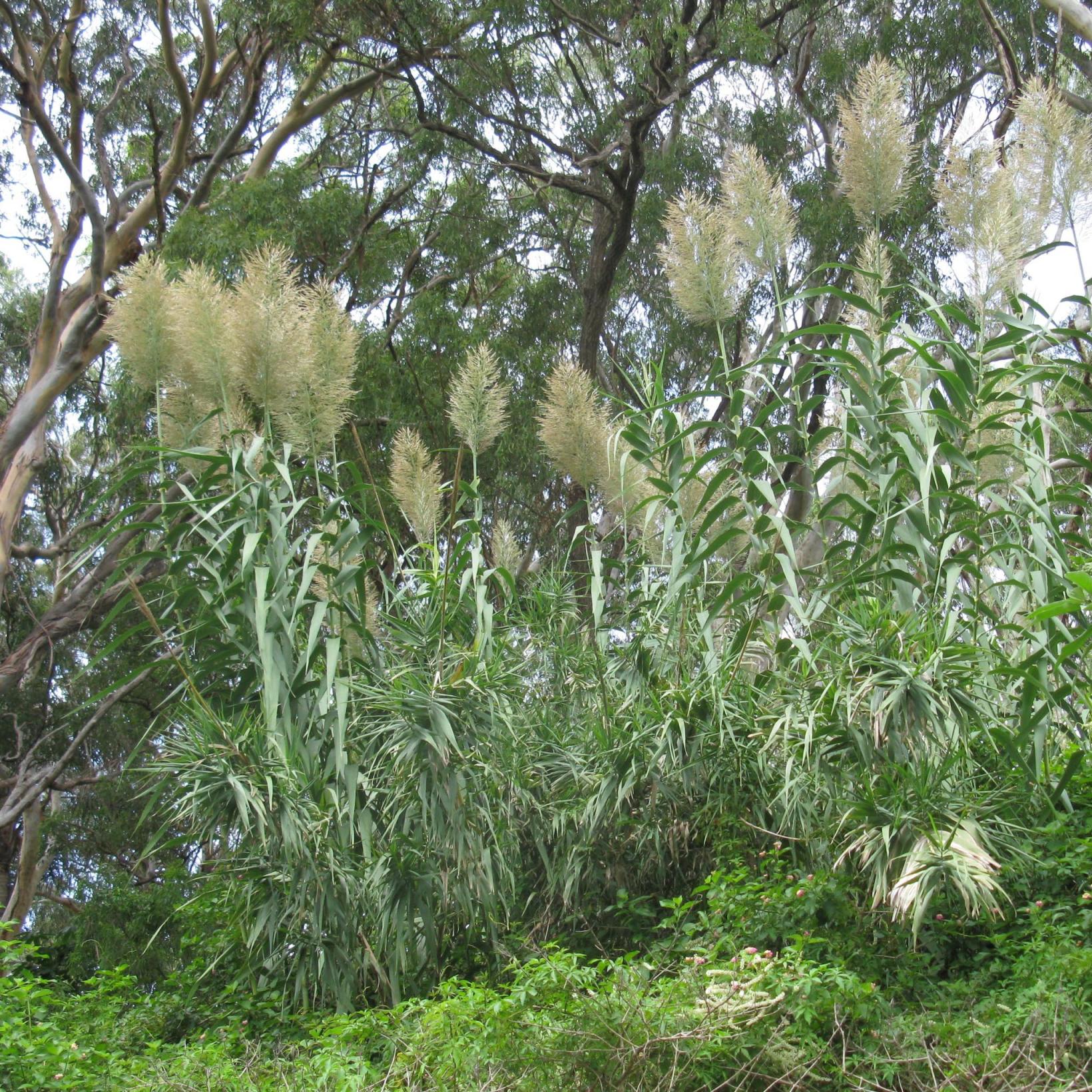 Canne de Provence - Arundo donax - Une graminée méditerranéenne géante