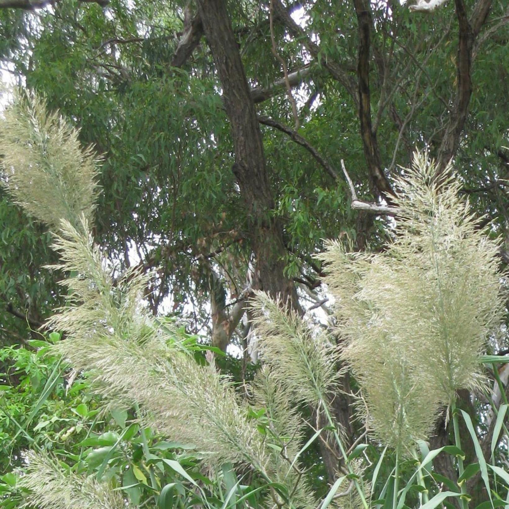 Canne de Provence panachée – Arundo donax variegata versicolor
